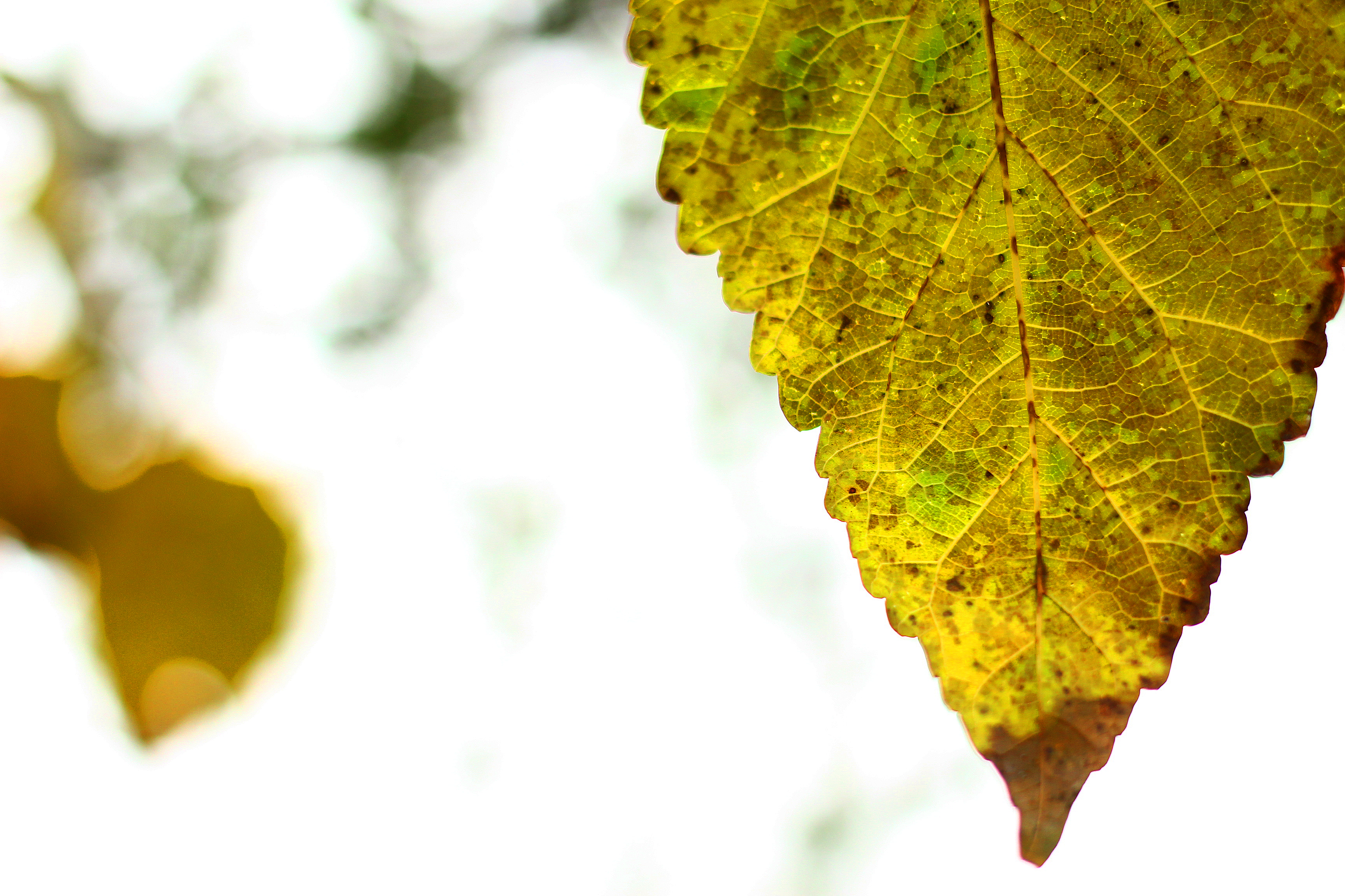 November yellow by Zachary