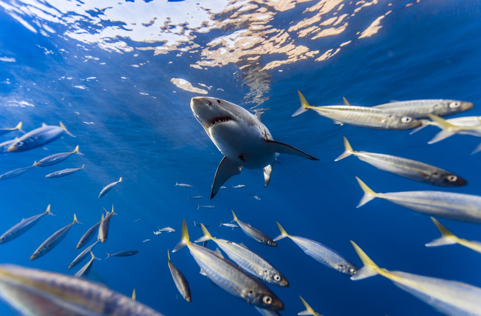 Download Fish Animal Shark HD Wallpaper