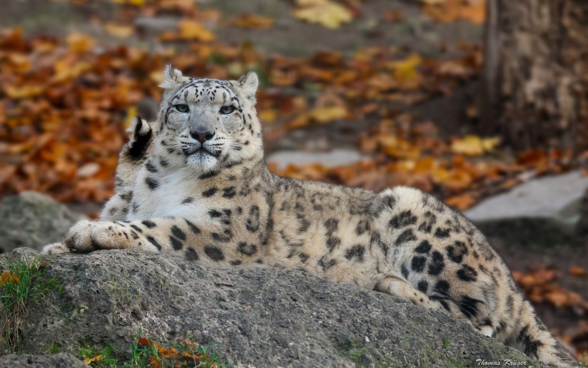 Download Fall Animal Snow Leopard HD Wallpaper by Thomas Kruger
