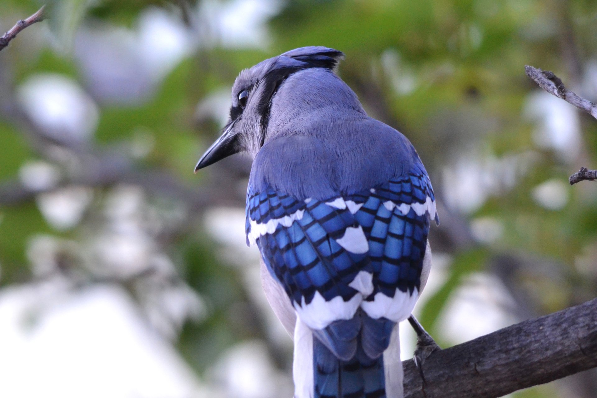 Download Animal Blue Jay 4k Ultra HD Wallpaper