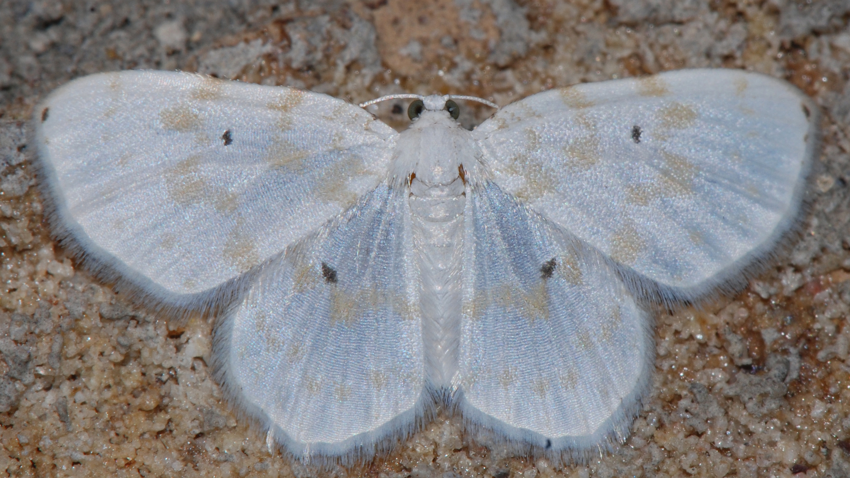 Download Animal Moth HD Wallpaper