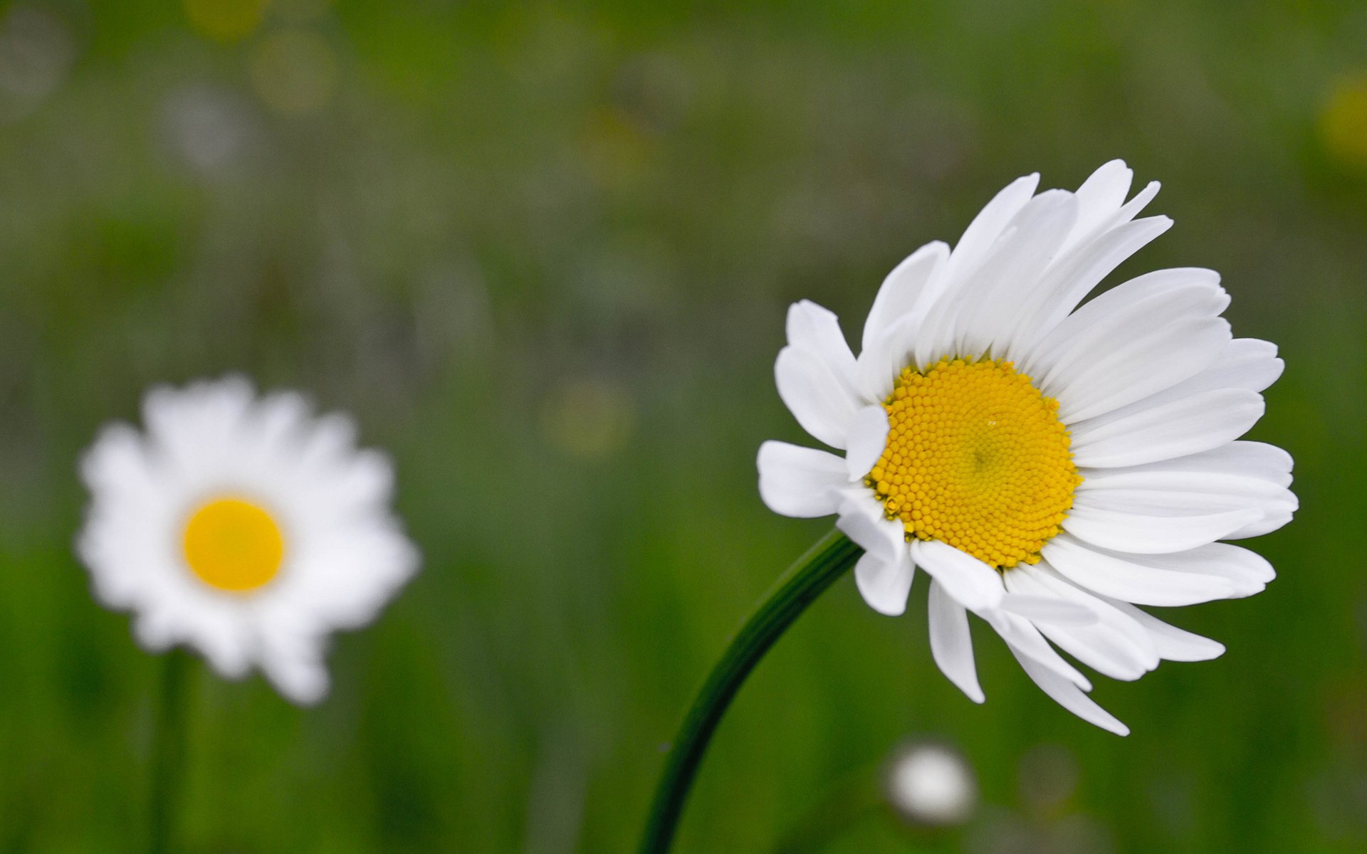 Download Nature Daisy HD Wallpaper