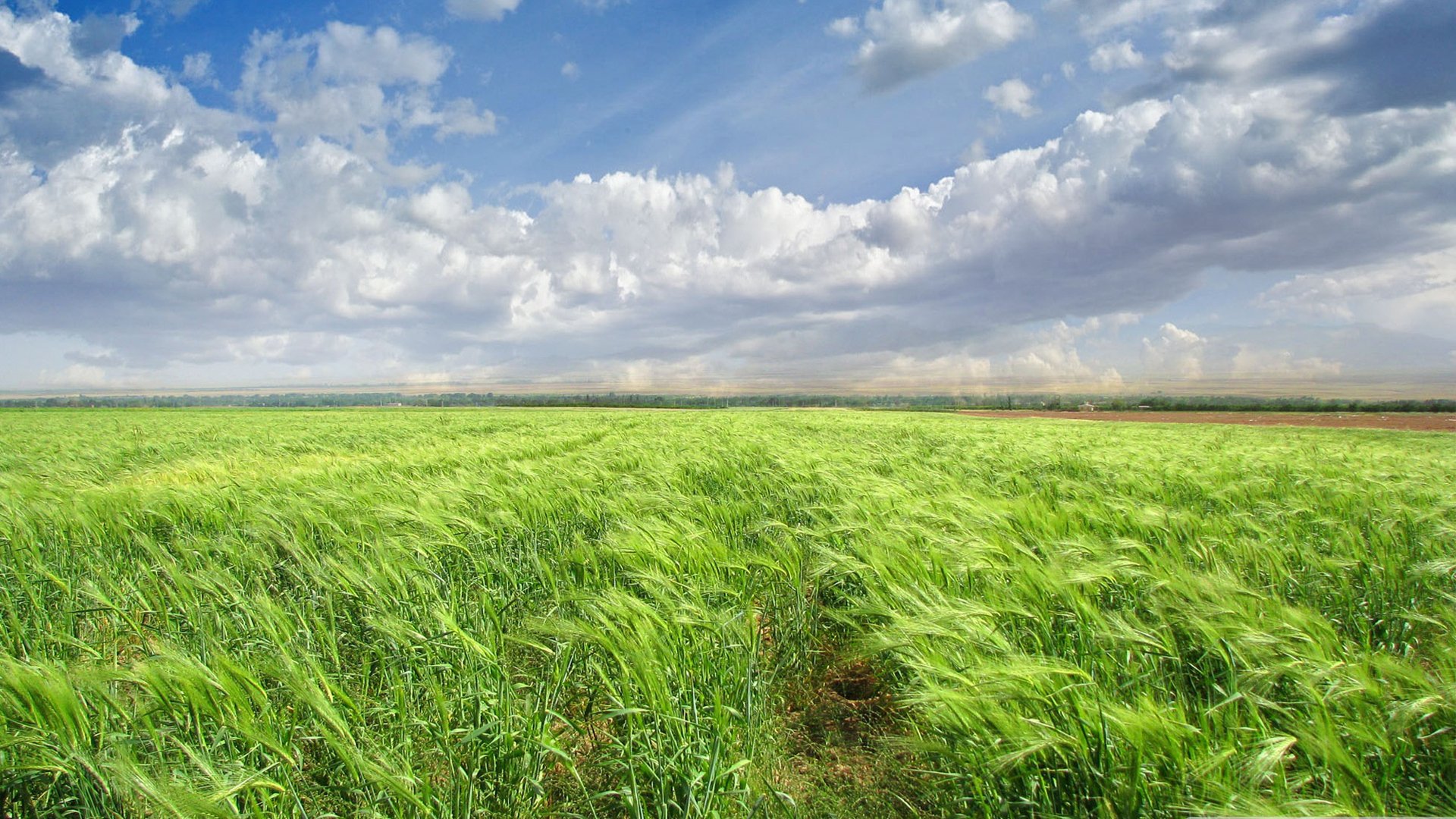 Field Cool Fun Nature