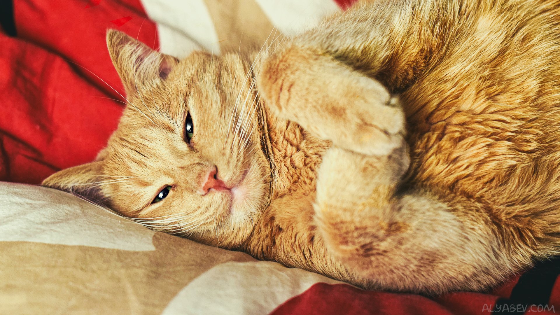 Kolyan Kolyanich by vinilgod