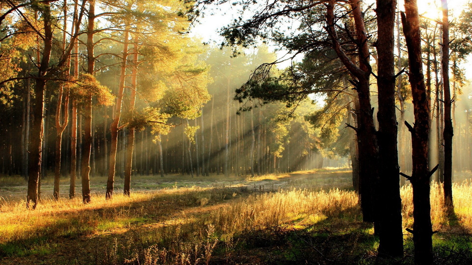Sunbeam Serenity: HD Nature's Golden Glow