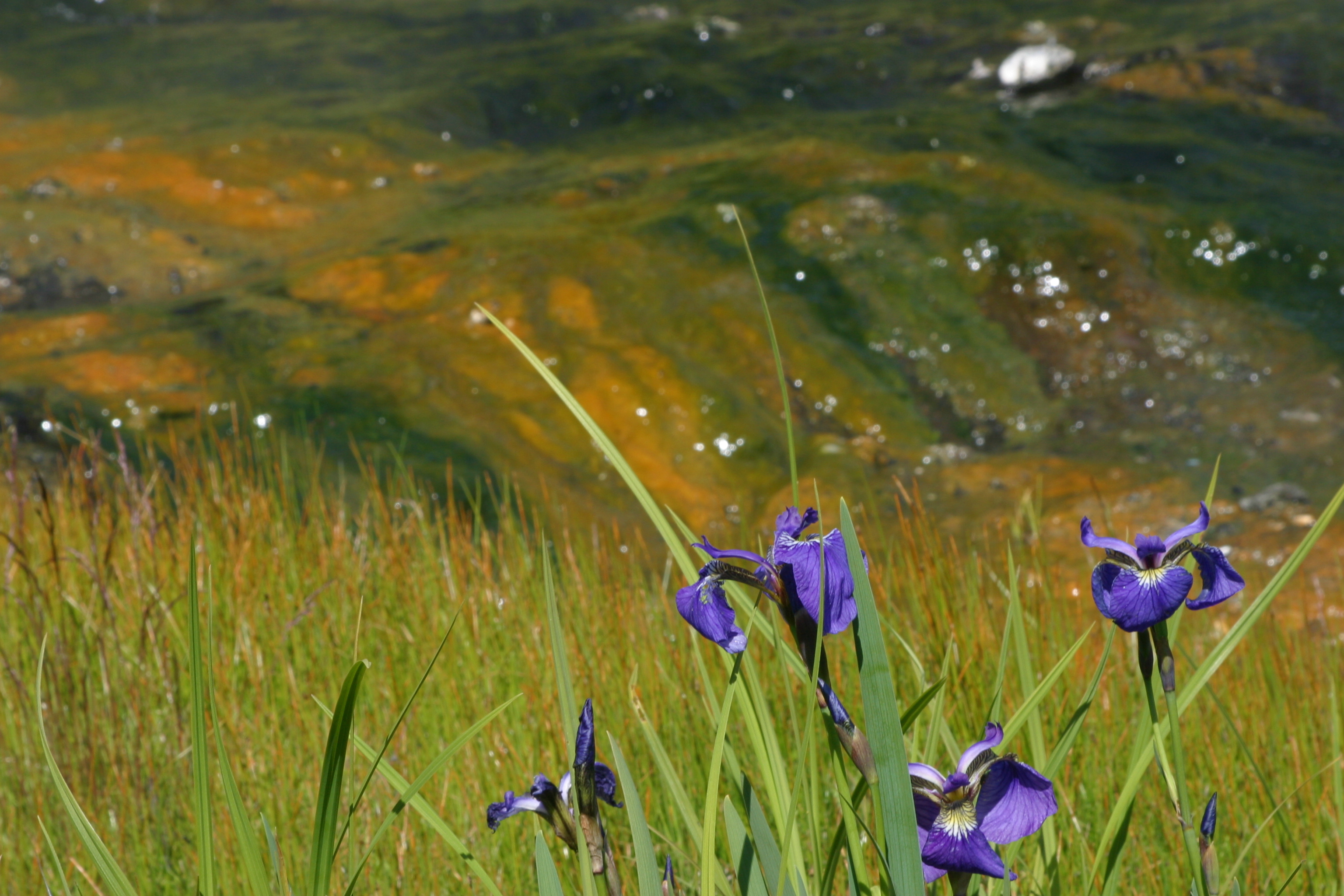 Nature Iris HD Wallpaper