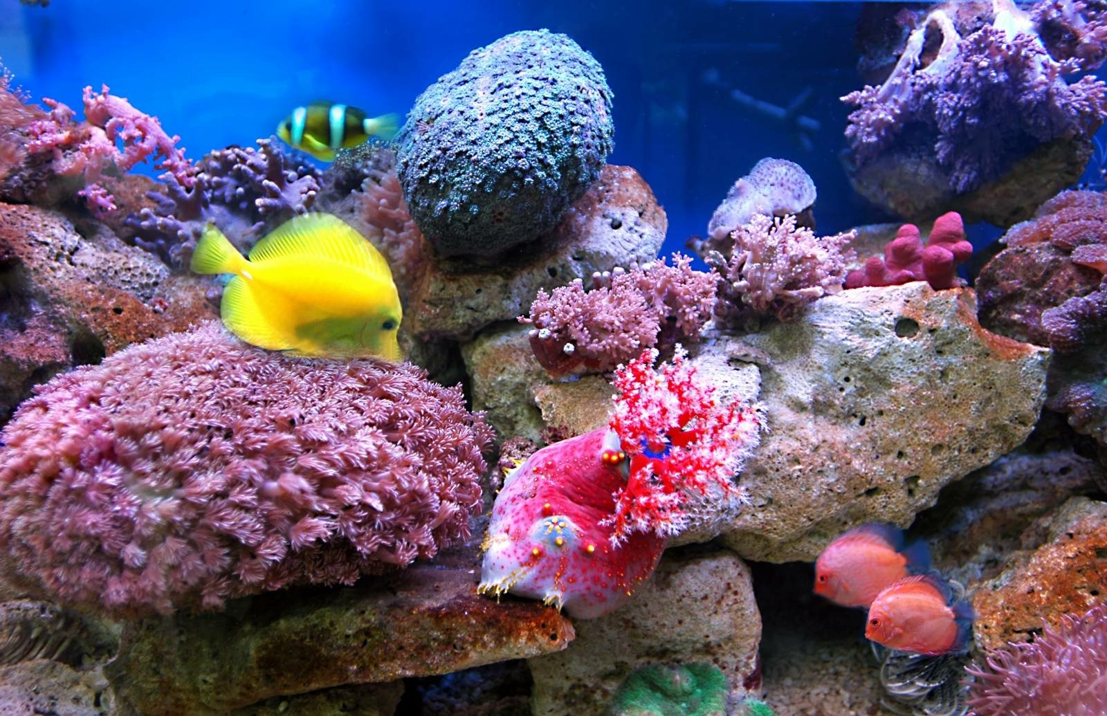 Download Animal Fish Wallpaper | 1600x1035 | Wallpaper Abyss