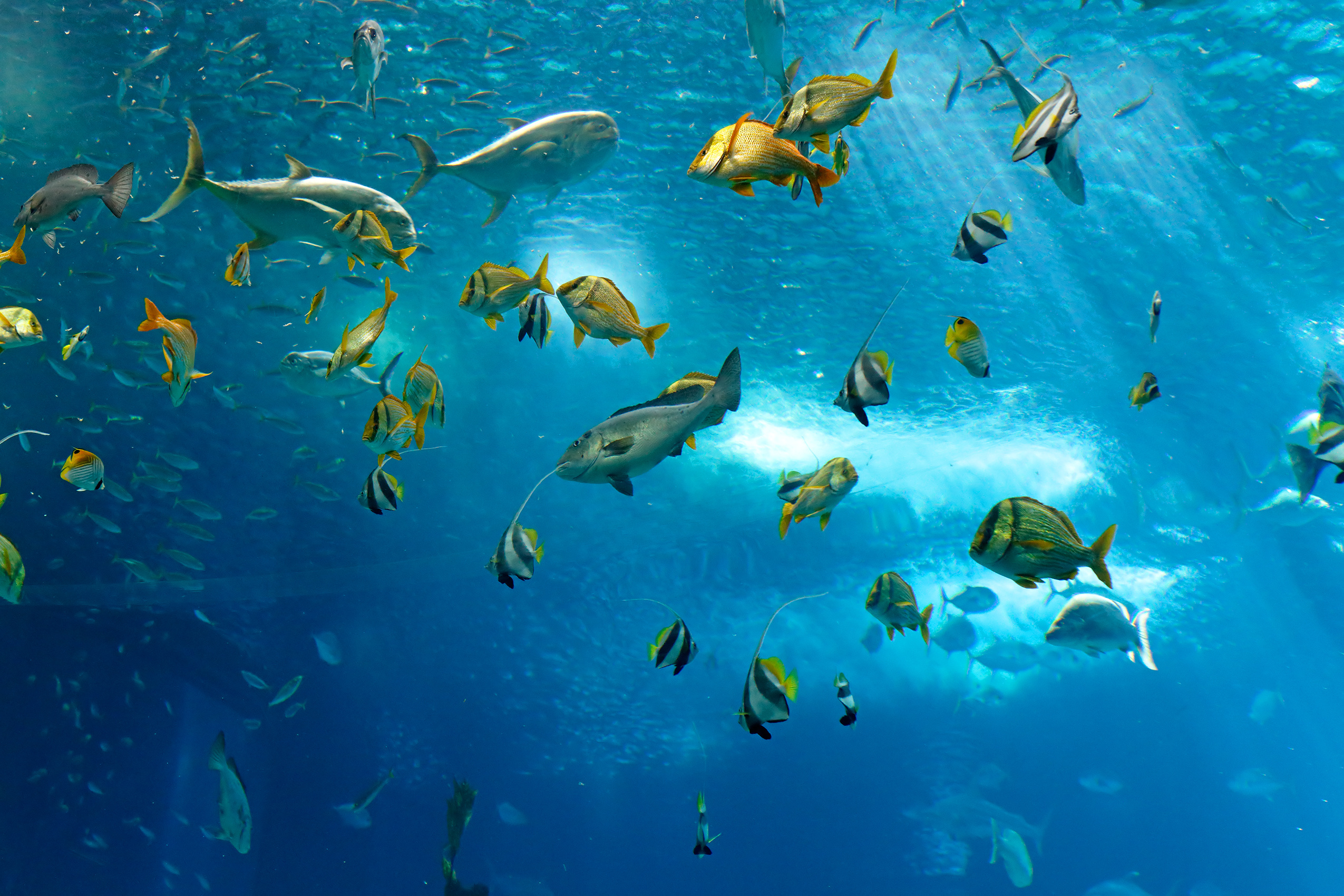 Download Animal Fish HD Wallpaper