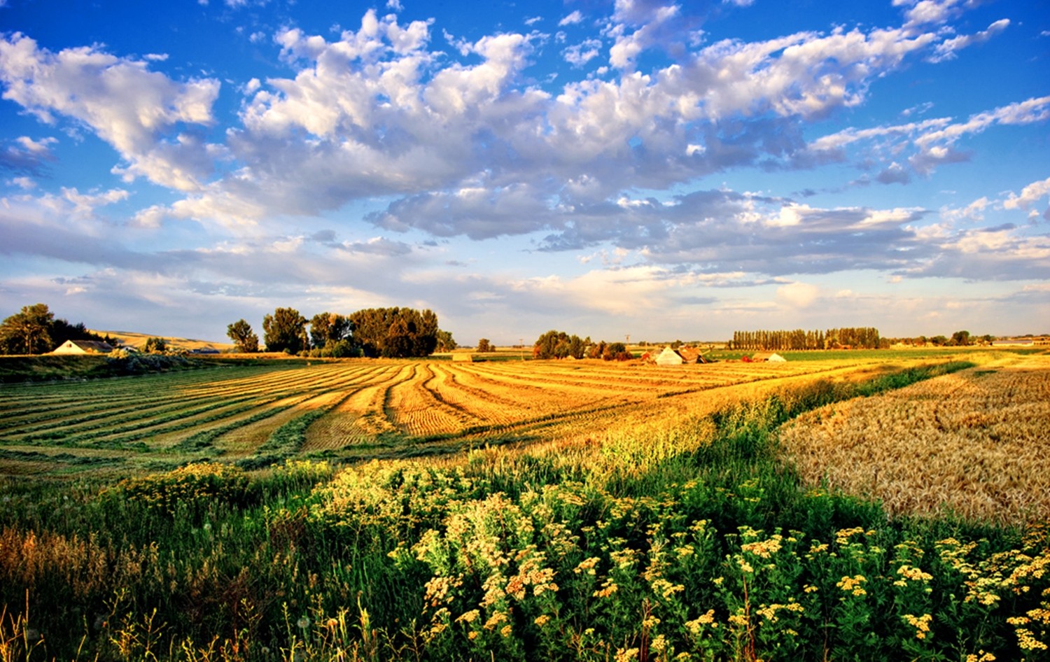 Download Nature Field Wallpaper