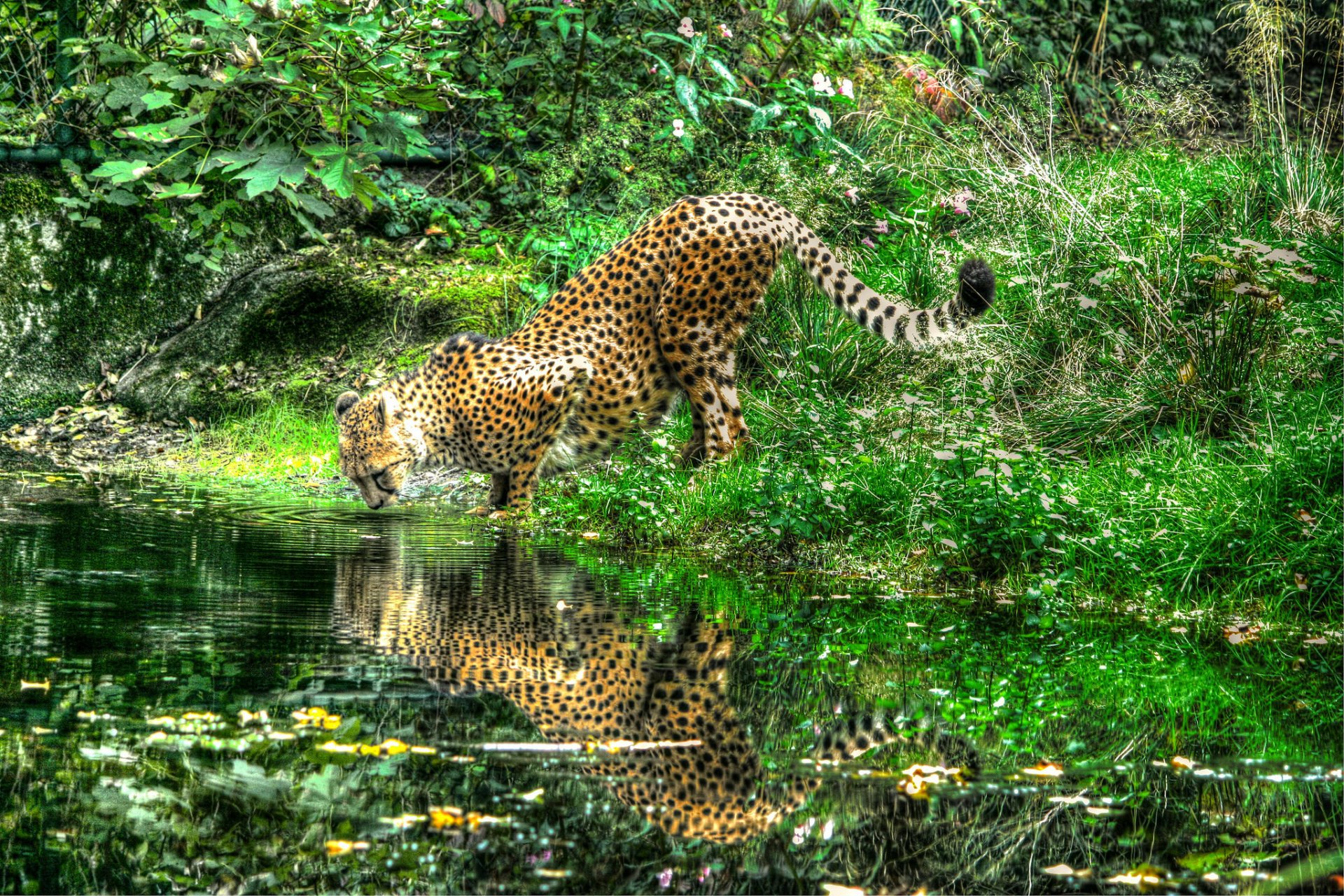 Majestic Cheetah Reflections | HD Wildlife Wallpaper | 2048x1365 ...