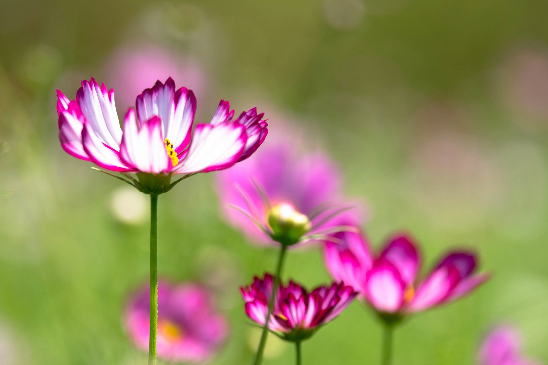 Download Nature Cosmos (Plant) HD Wallpaper