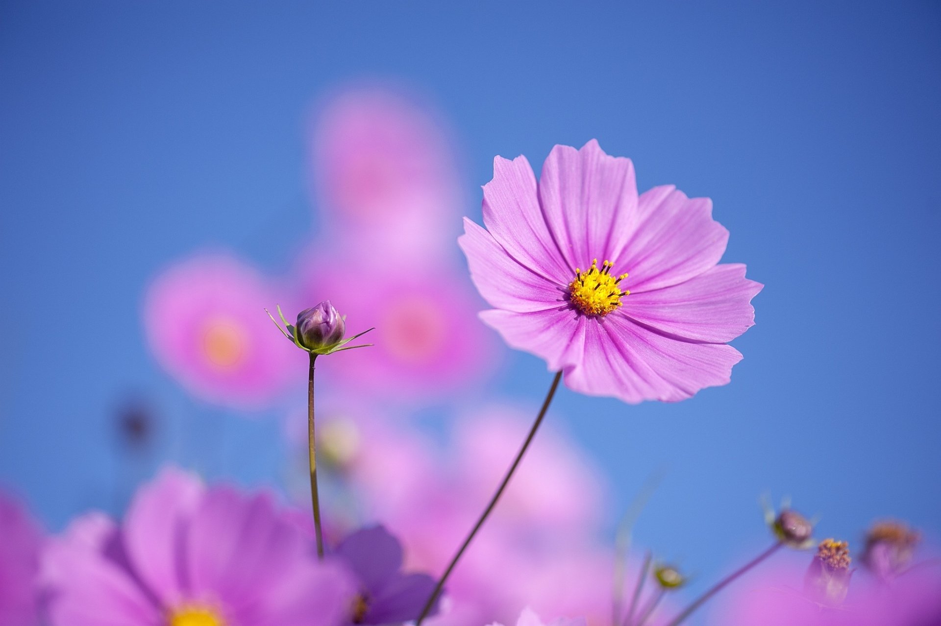 Download Nature Cosmos (Plant) HD Wallpaper