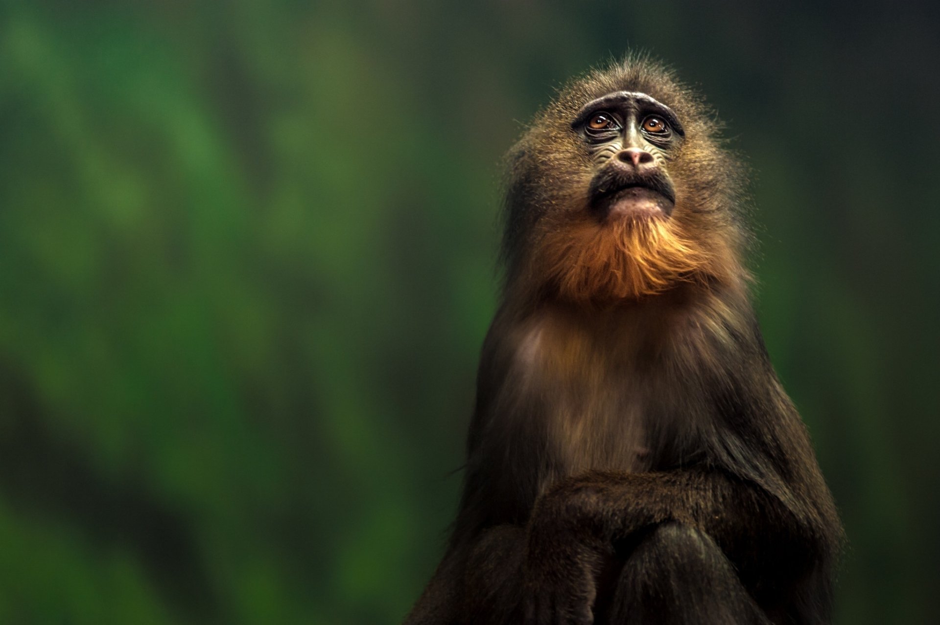 Download Animal Monkey HD Wallpaper