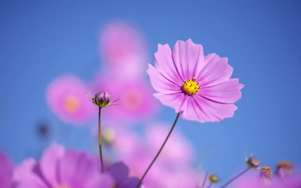 [230+] Cosmos Wallpapers