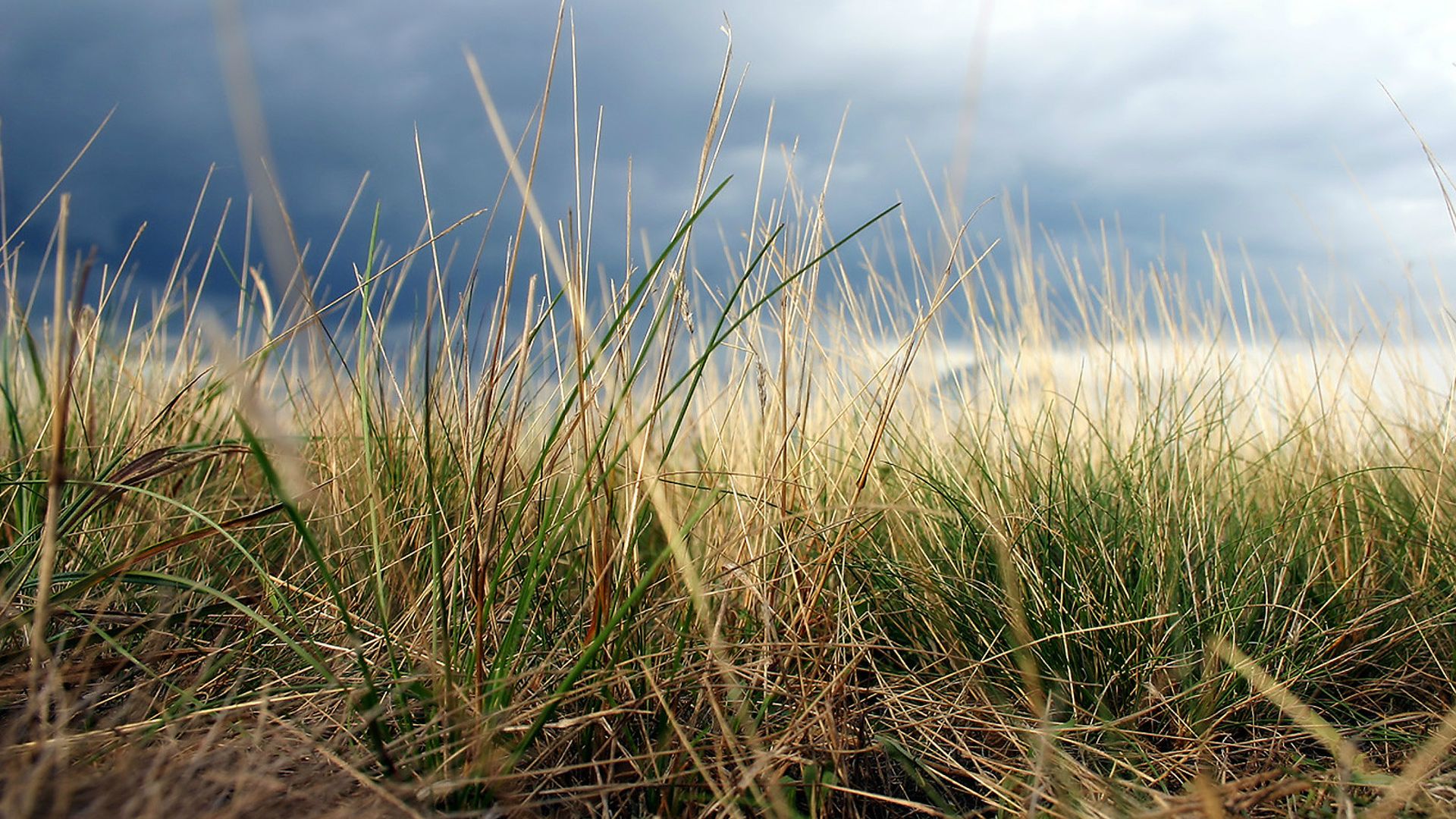 Download Nature Grass HD Wallpaper