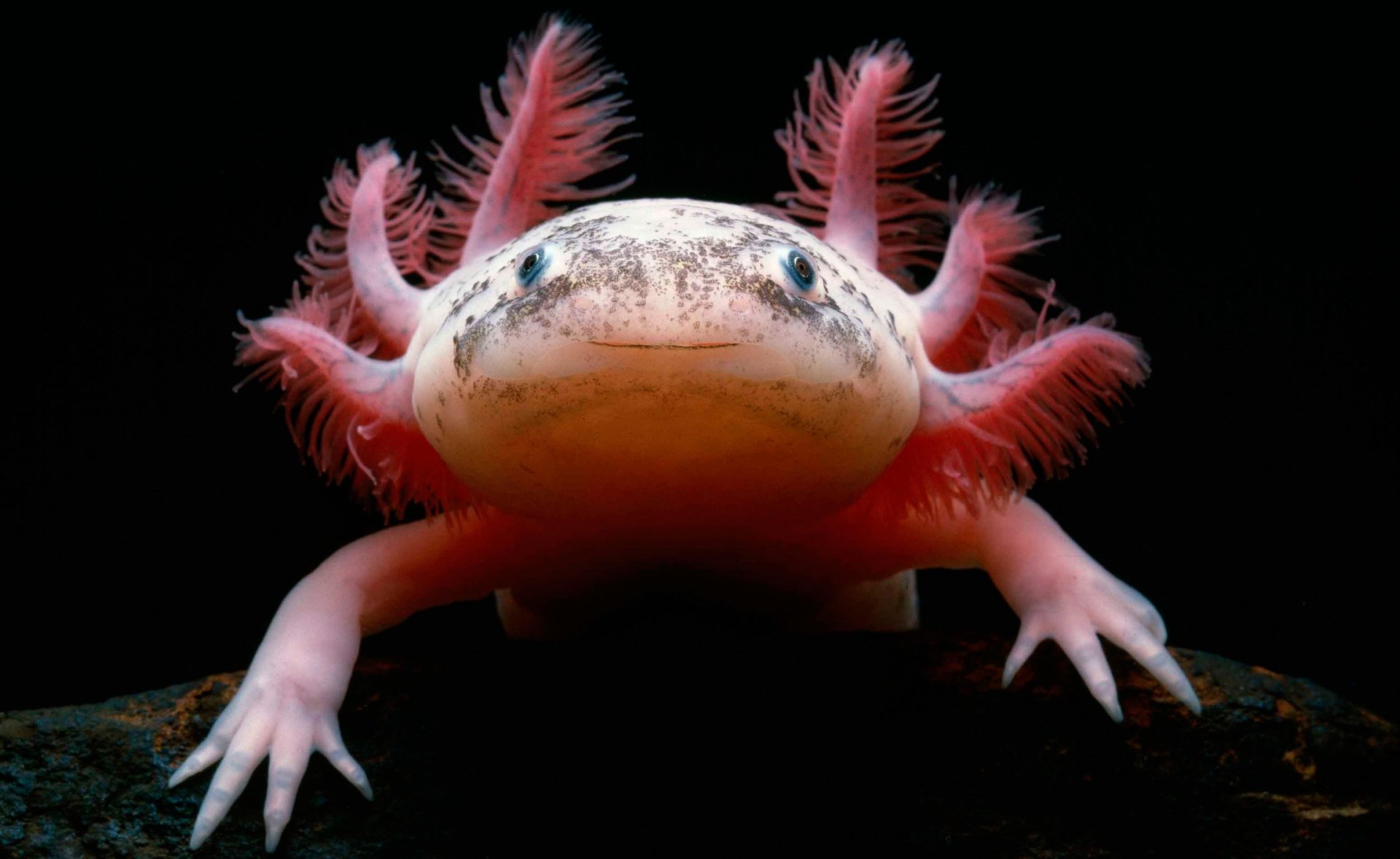 Axolotl Glow — 2K Quad HD Animal Wallpaper