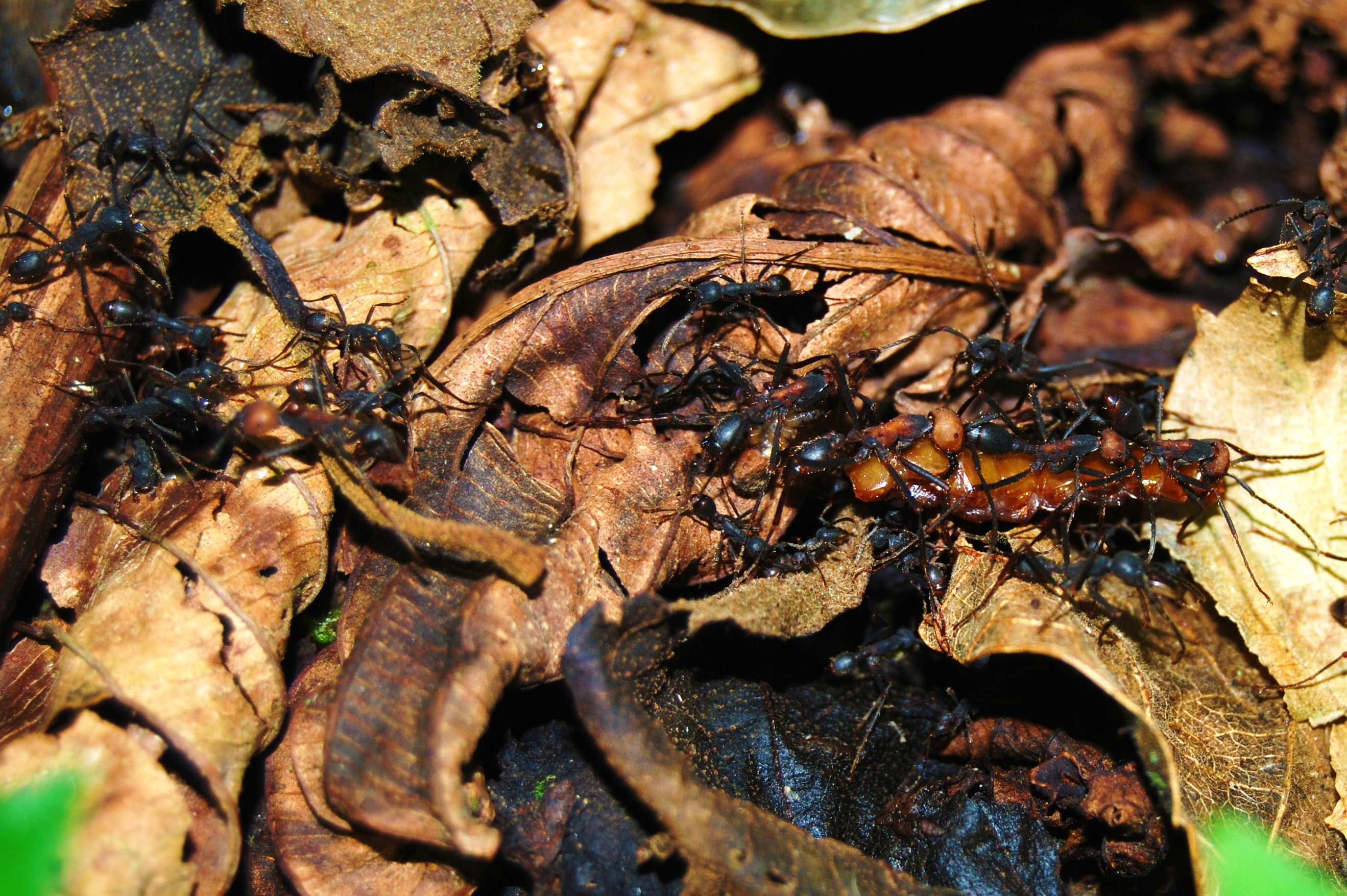 Download Animal Ant HD Wallpaper