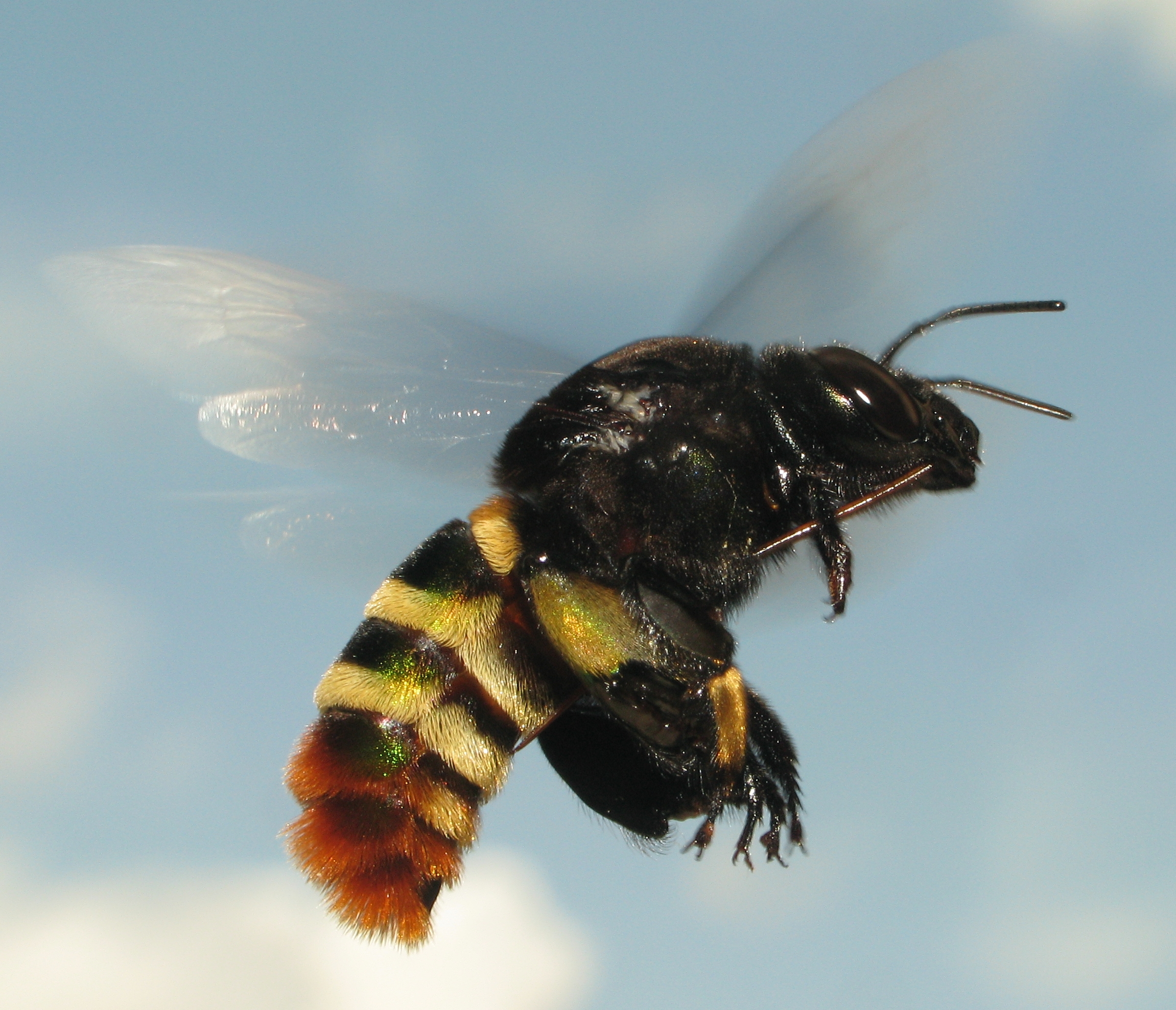 Download Animal Bee HD Wallpaper