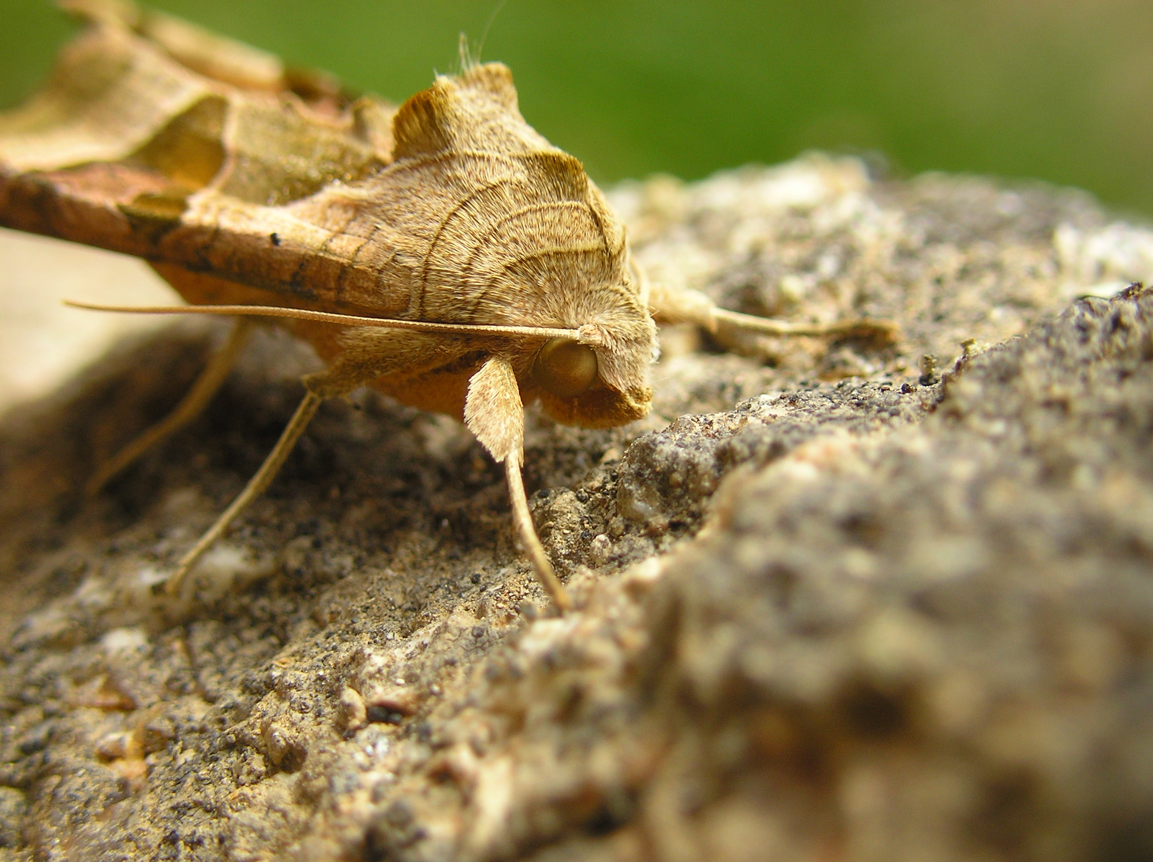 Animal Moth HD Wallpaper