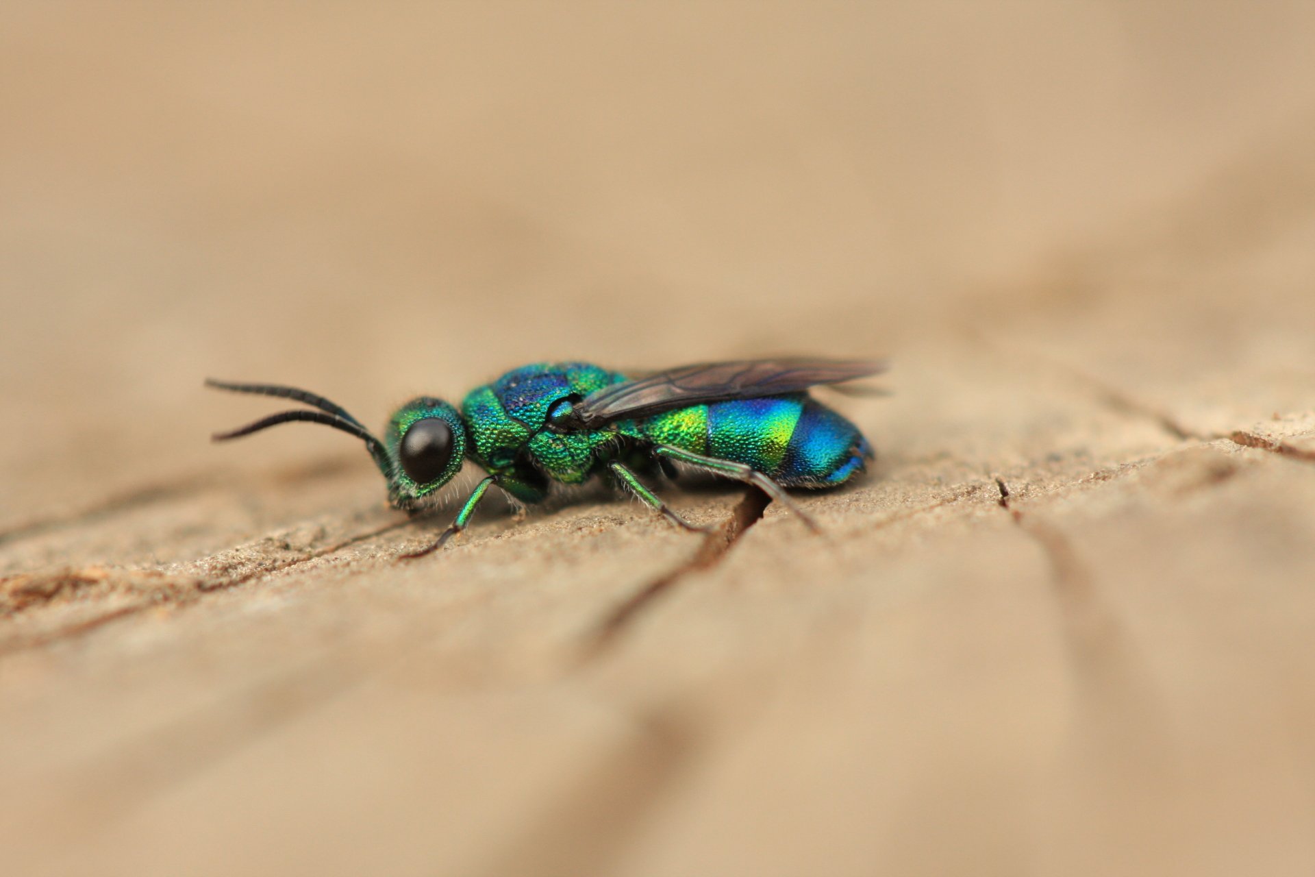 Download Animal Insect 4k Ultra HD Wallpaper