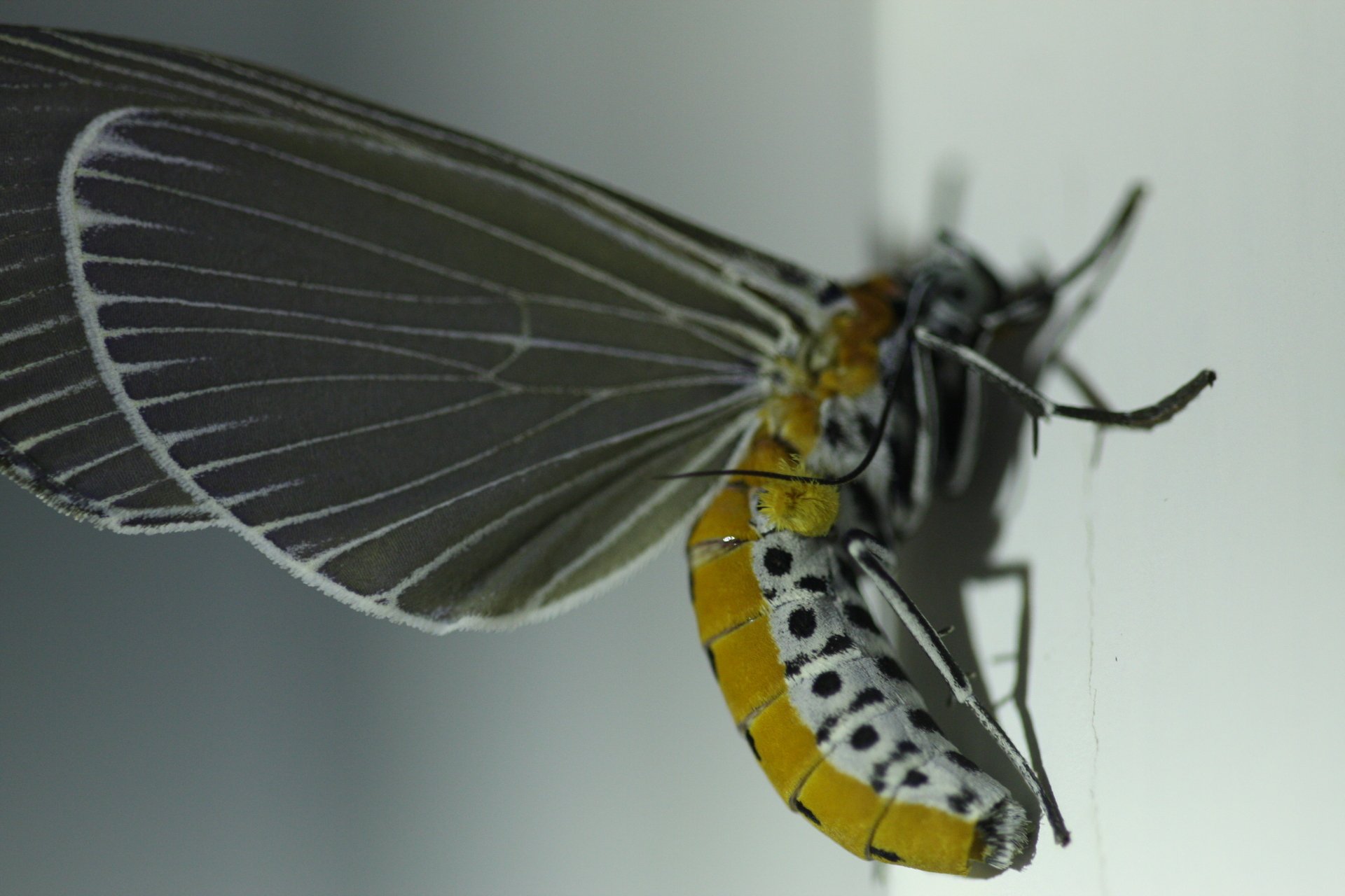 Animal Insect 4k Ultra HD Wallpaper