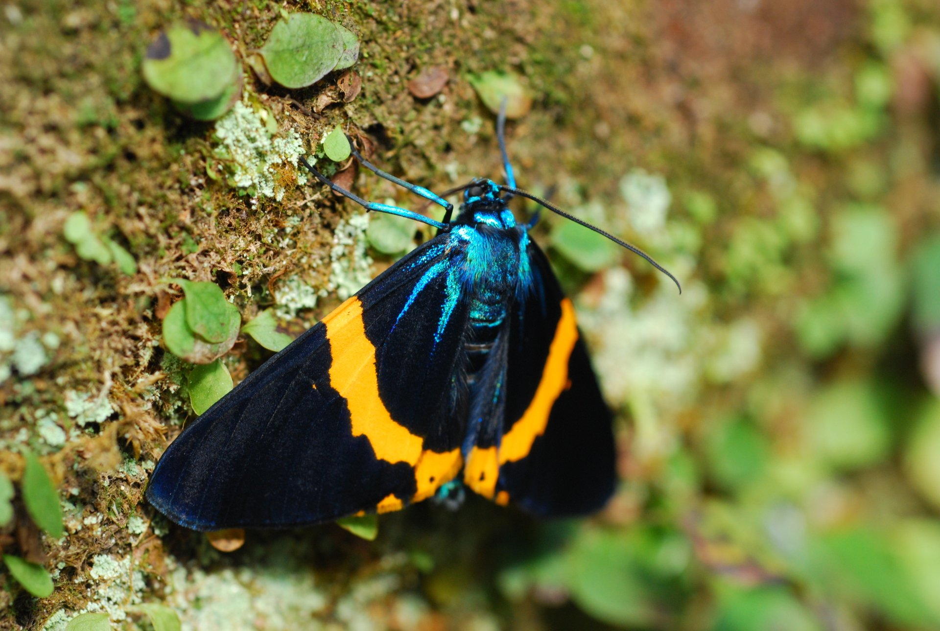 Download Animal Moth HD Wallpaper