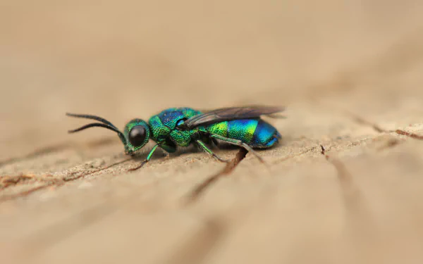 [370+] Insect 4k Wallpapers