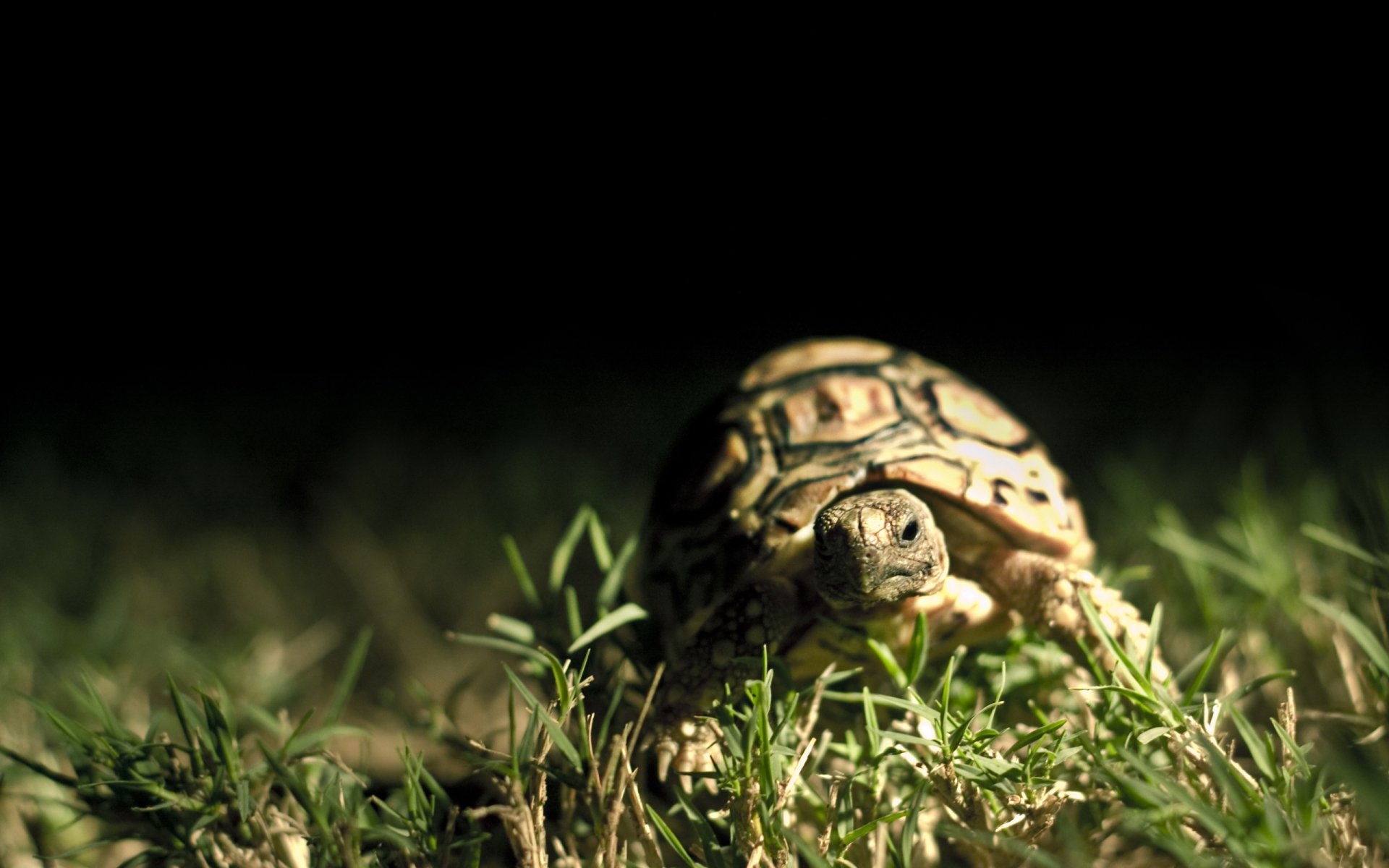 Download Animal Tortoise HD Wallpaper