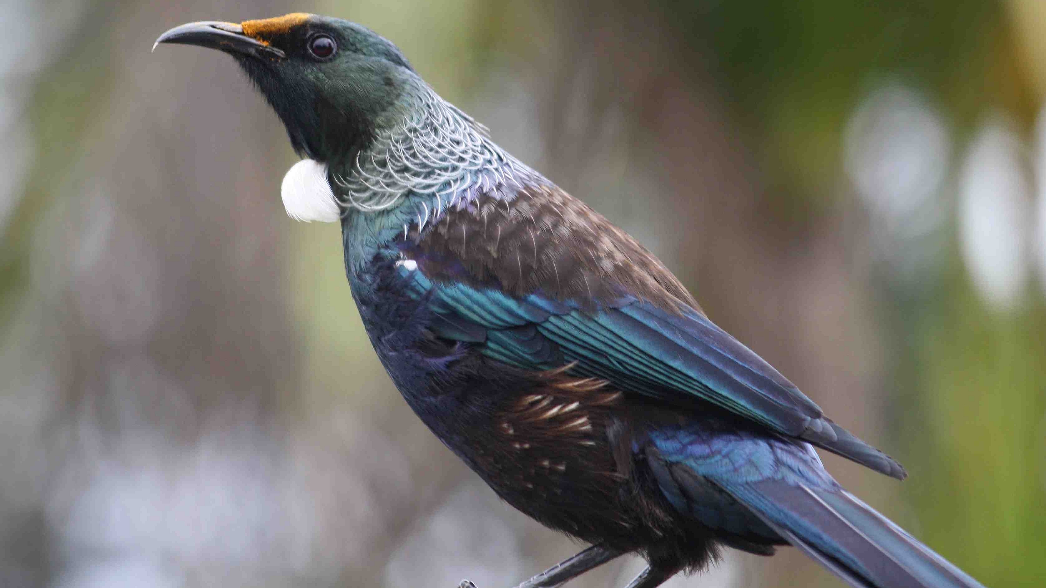 Download Animal Bird HD Wallpaper