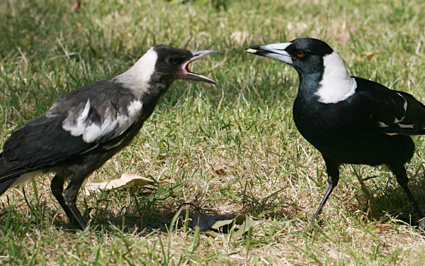 Majestic Magpie: Stunning HD Wallpaper of a Vibrant Bird in Nature
