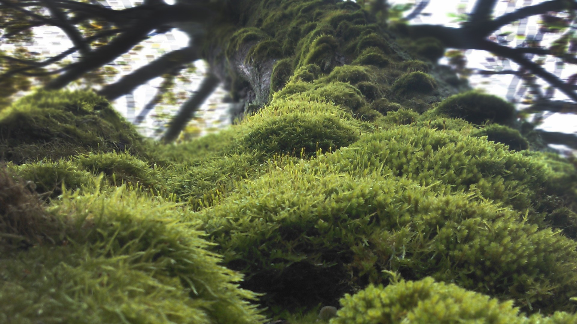 Download Nature Moss HD Wallpaper