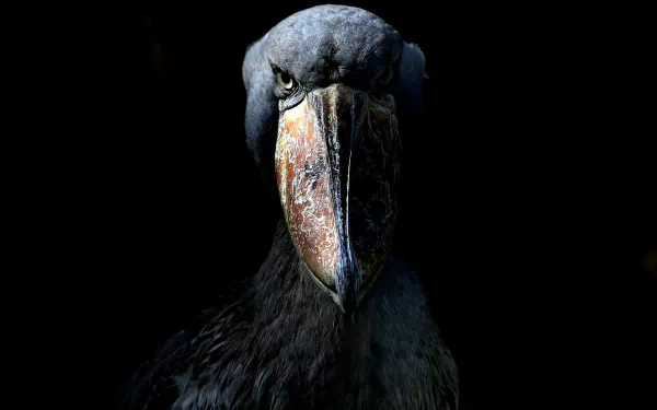 [10+] Shoebill Wallpapers