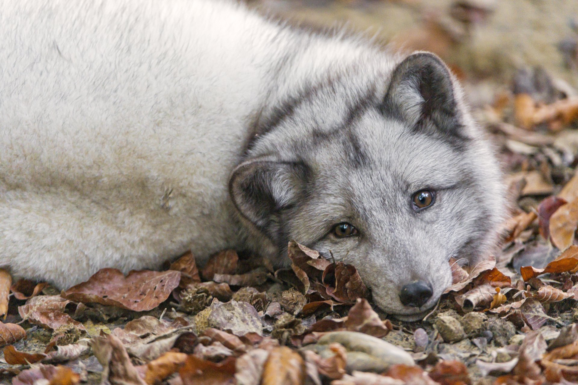 Arctic Fox Fall