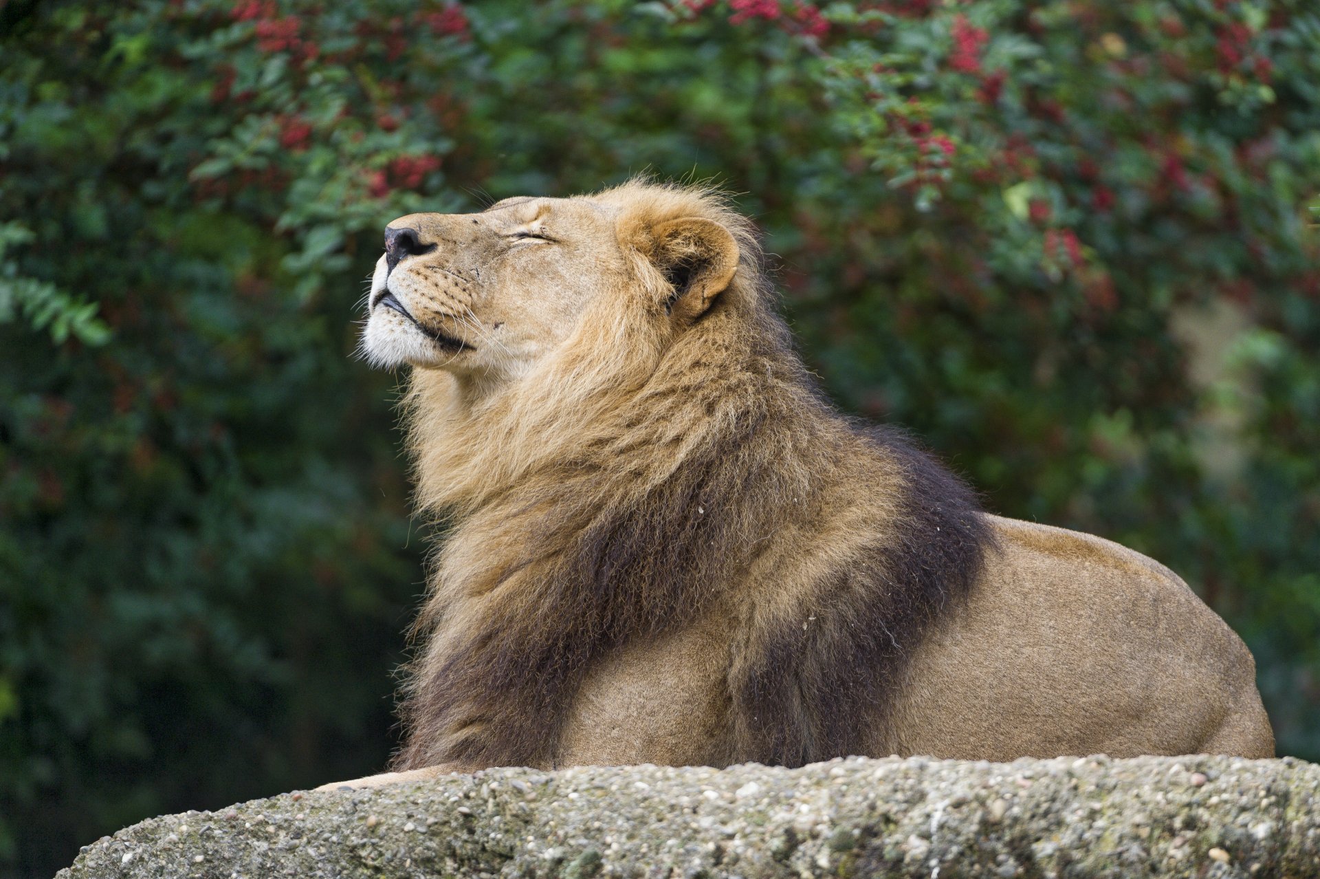 Download Bokeh Stone Forest Animal Lion 4k Ultra HD Wallpaper