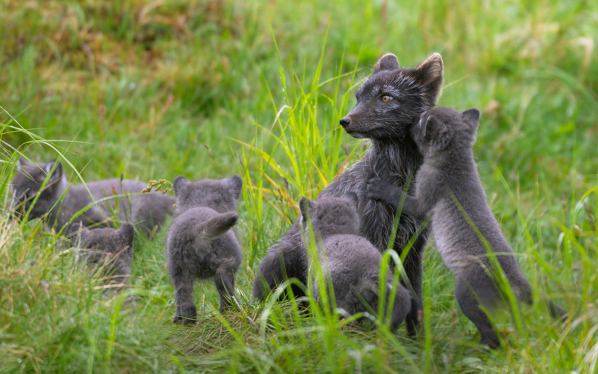 Majestic Arctic Fox Family HD Wallpaper in Natural Habitat