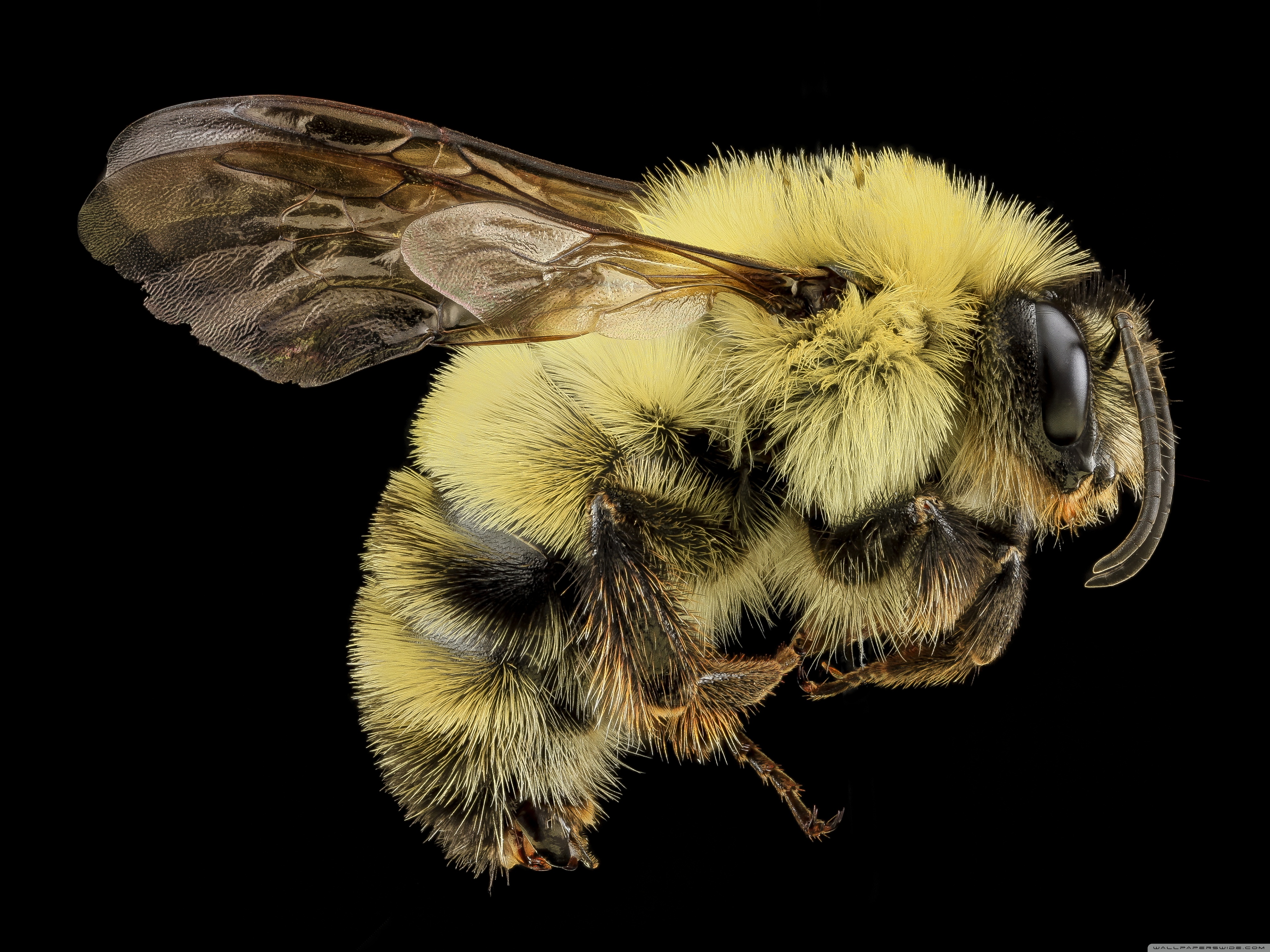 Download Animal Bee 4k Ultra HD Wallpaper