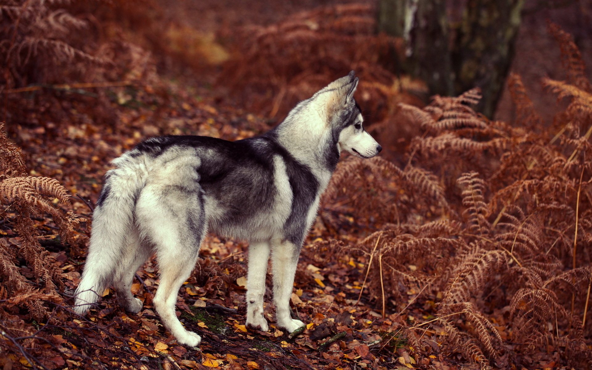 Majestic Husky in Autumn: An HD Wallpaper Experience