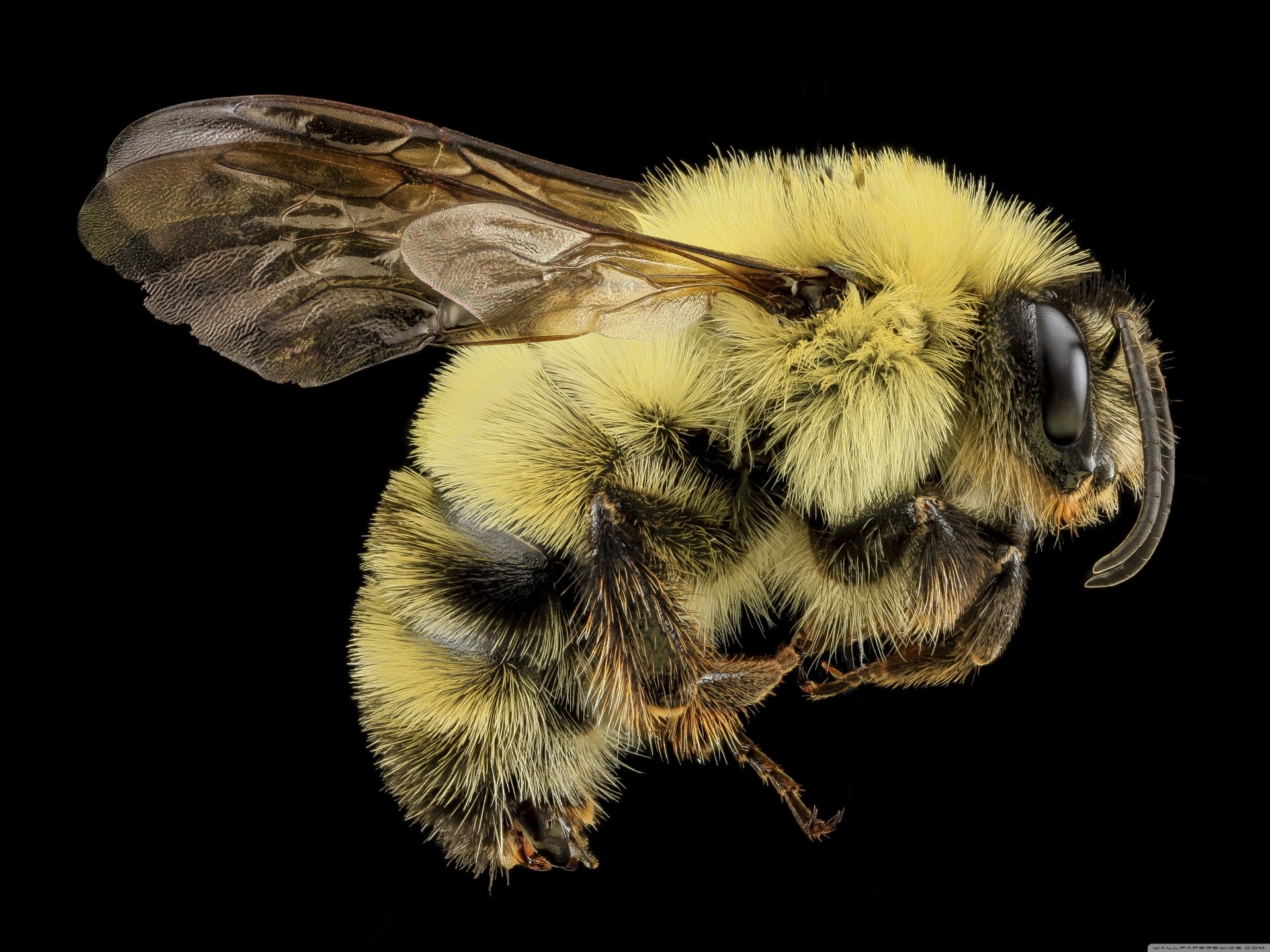 Bee 4k Ultra HD Wallpaper | Background Image | 4096x3072 | ID:587696 ...