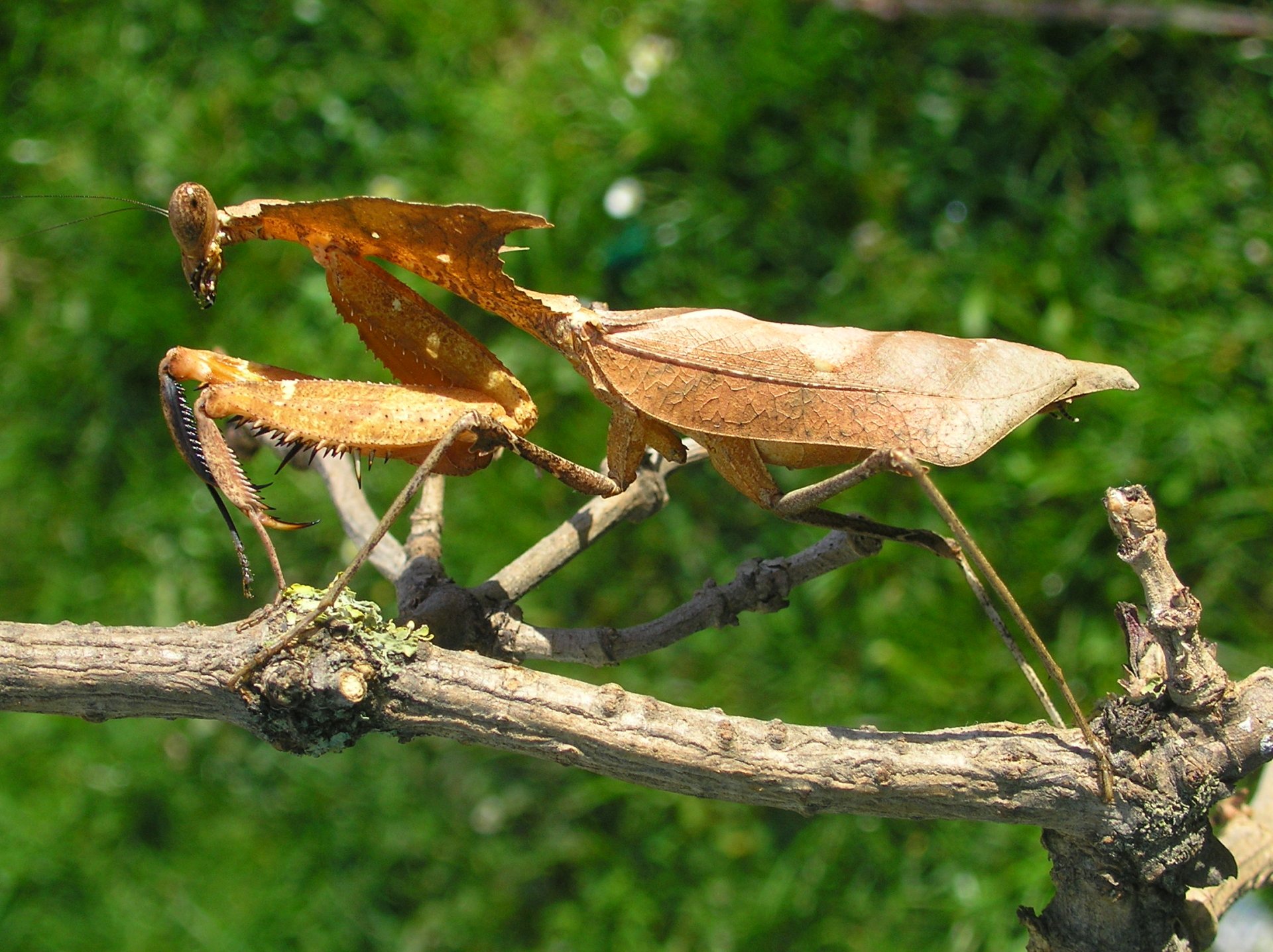Download Animal Praying Mantis HD Wallpaper | 2288x1712 | Wallpaper Abyss
