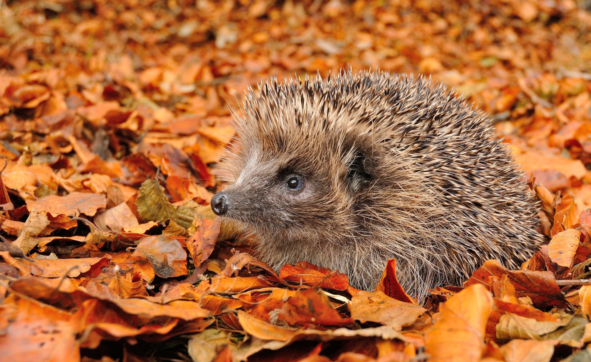 Download Animal Hedgehog HD Wallpaper | 2048x1255 | Wallpaper Abyss