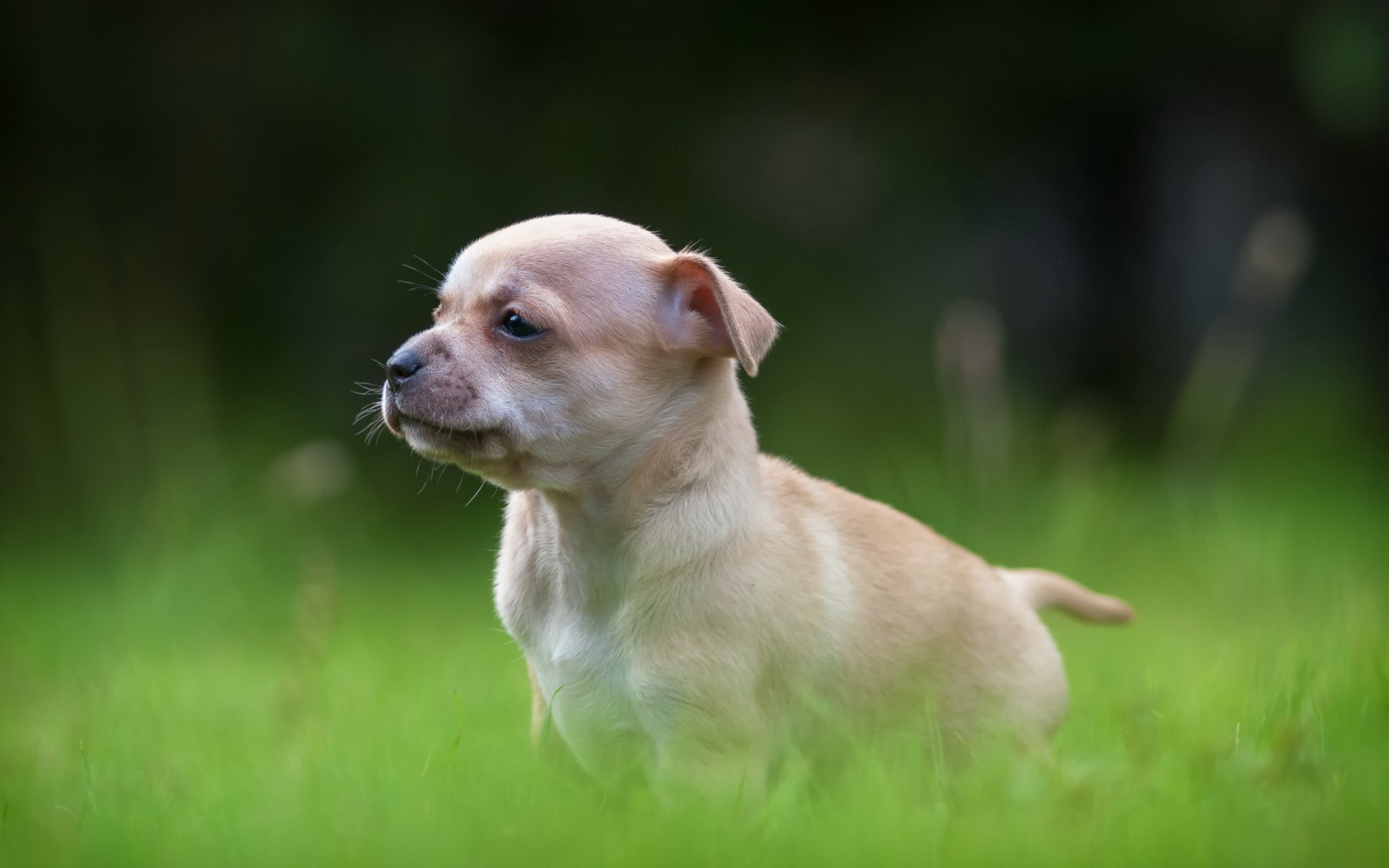 Download Animal Puppy HD Wallpaper | 2560x1600 | Wallpaper Abyss