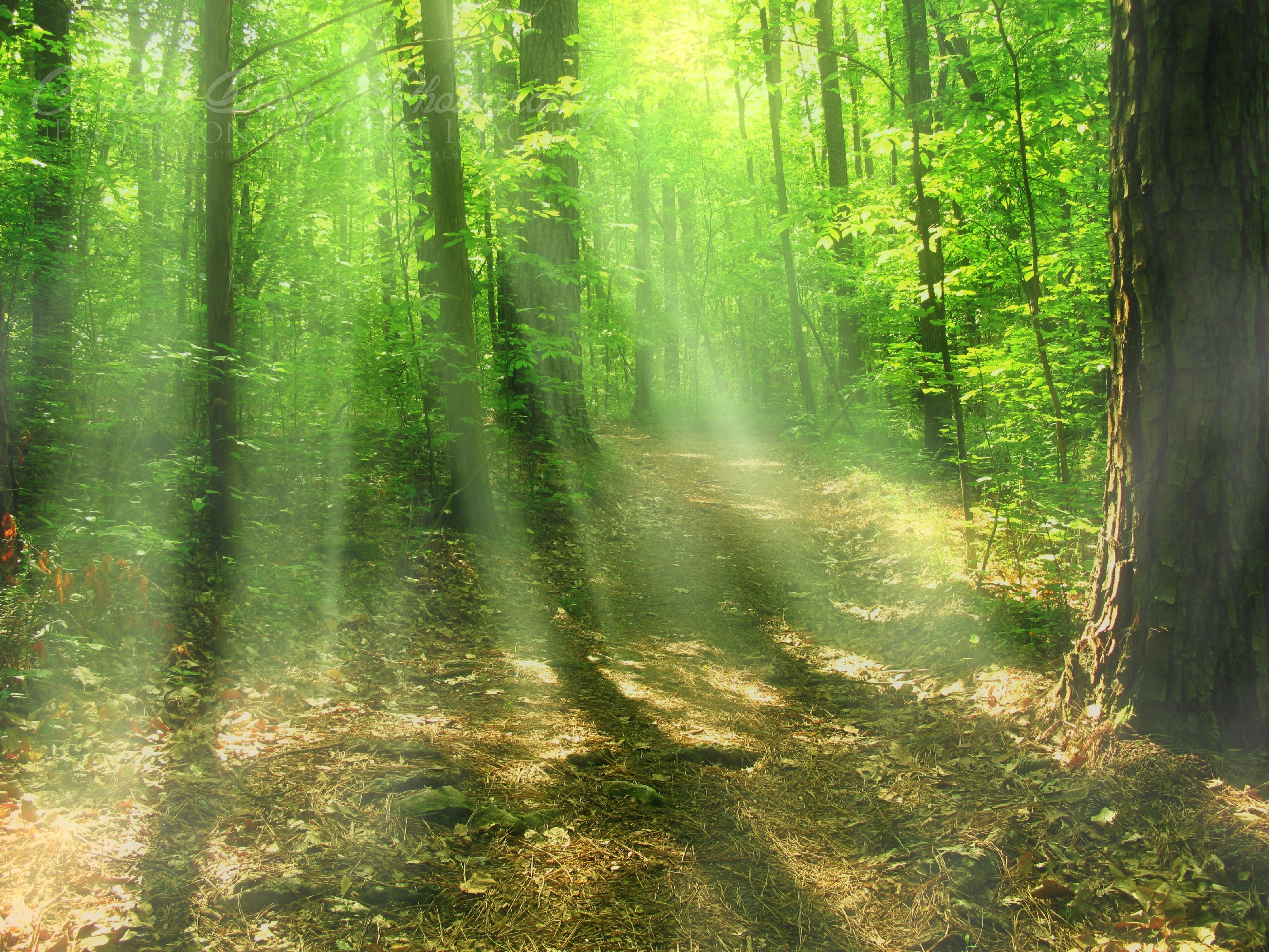 Download Nature Forest HD Wallpaper