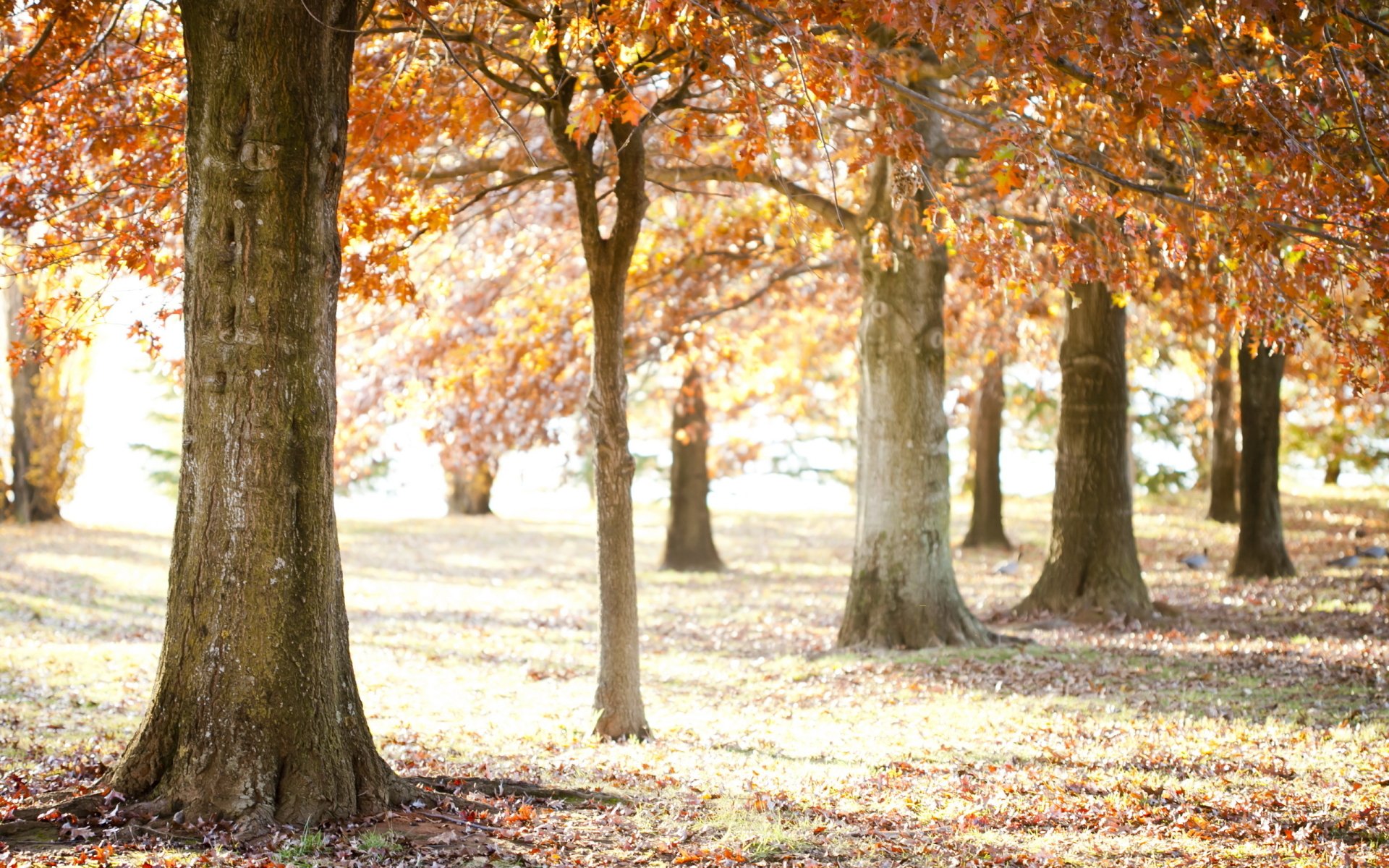 Download Photography Park HD Wallpaper | 2560x1600 | Wallpaper Abyss