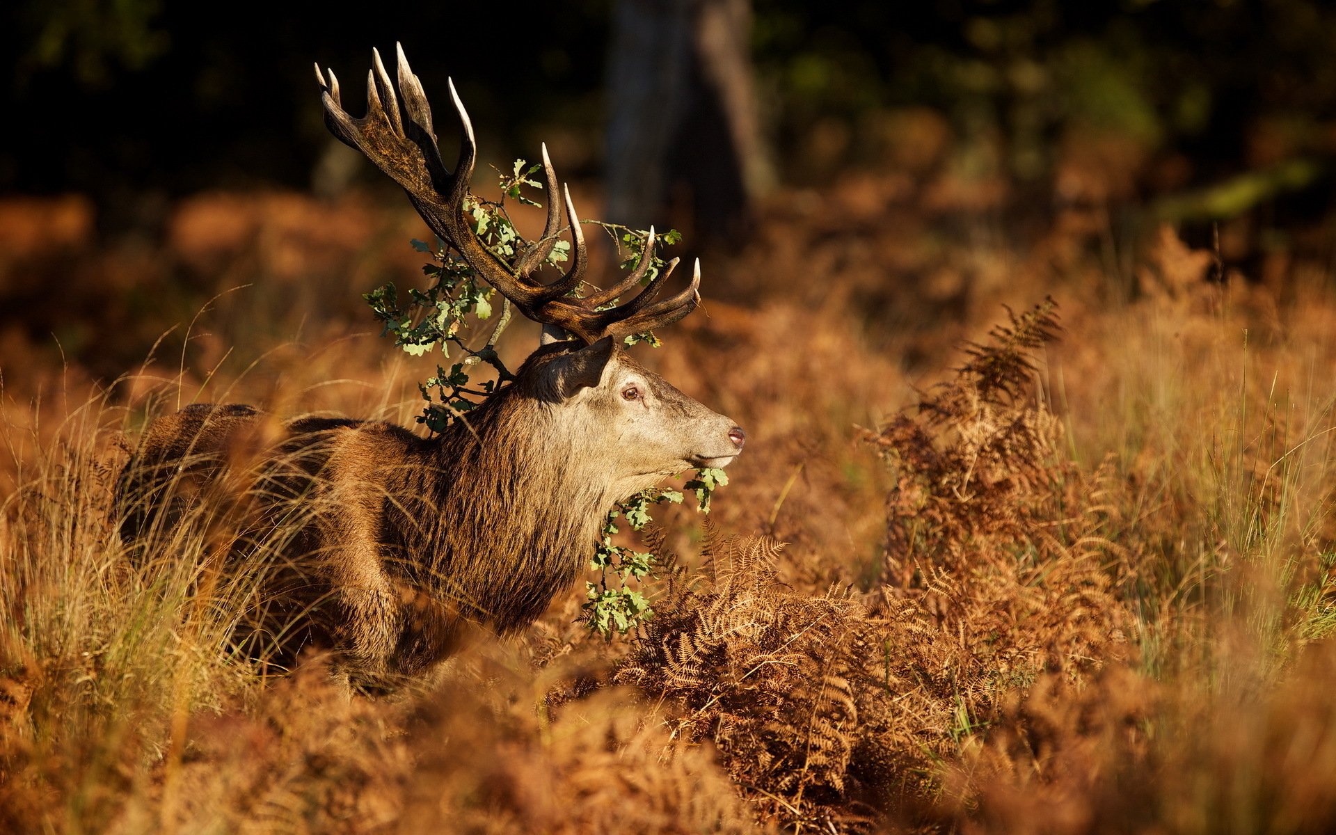 Cerf Fond d'écran HD | Arrière-Plan | 1920x1200