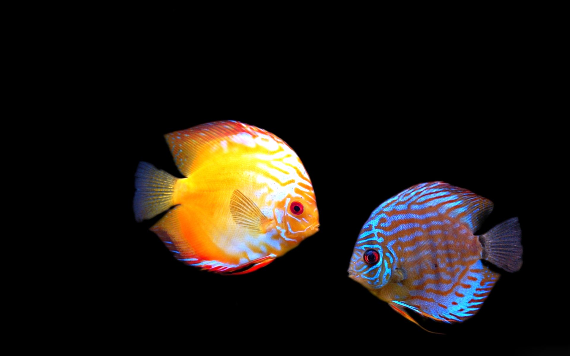 Download Animal Fish HD Wallpaper