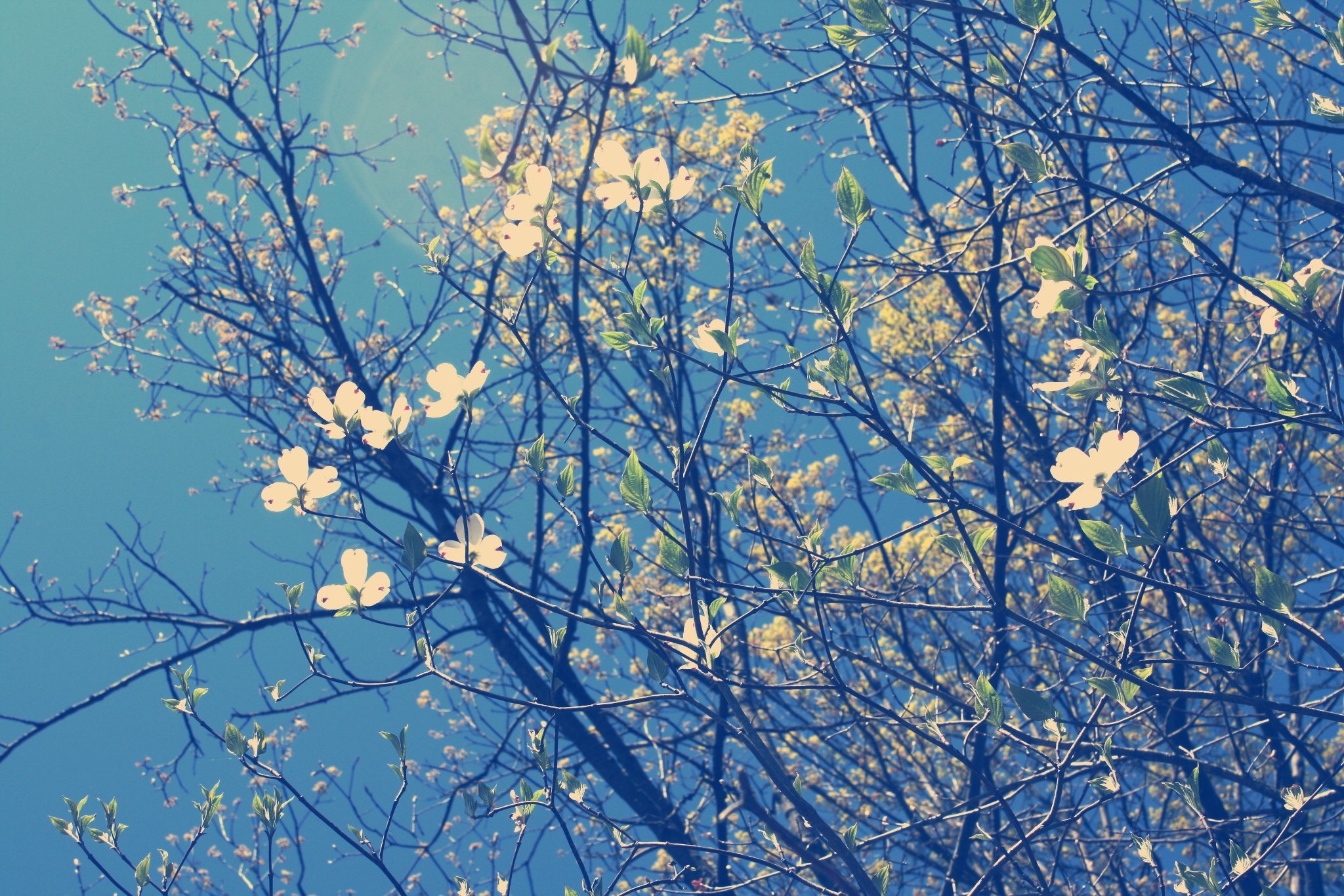 Download Nature Branch HD Wallpaper