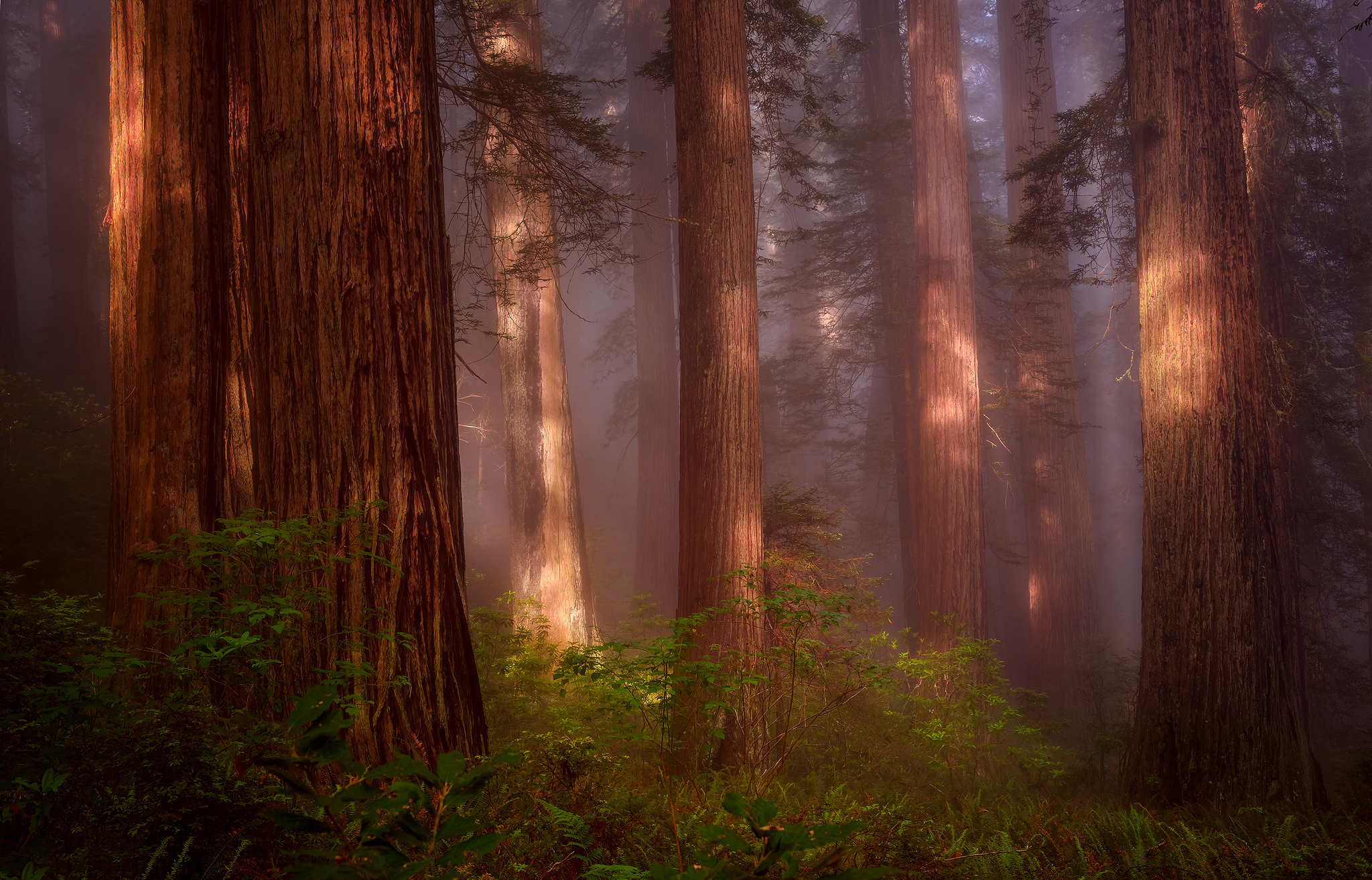 Download Nature Forest HD Wallpaper