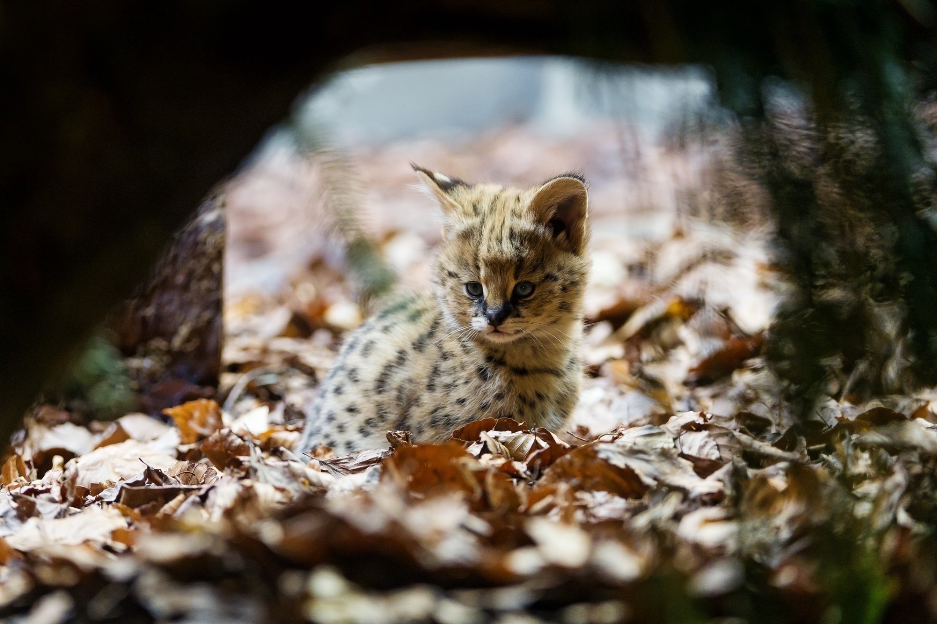 Serval Cat Wallpapers
