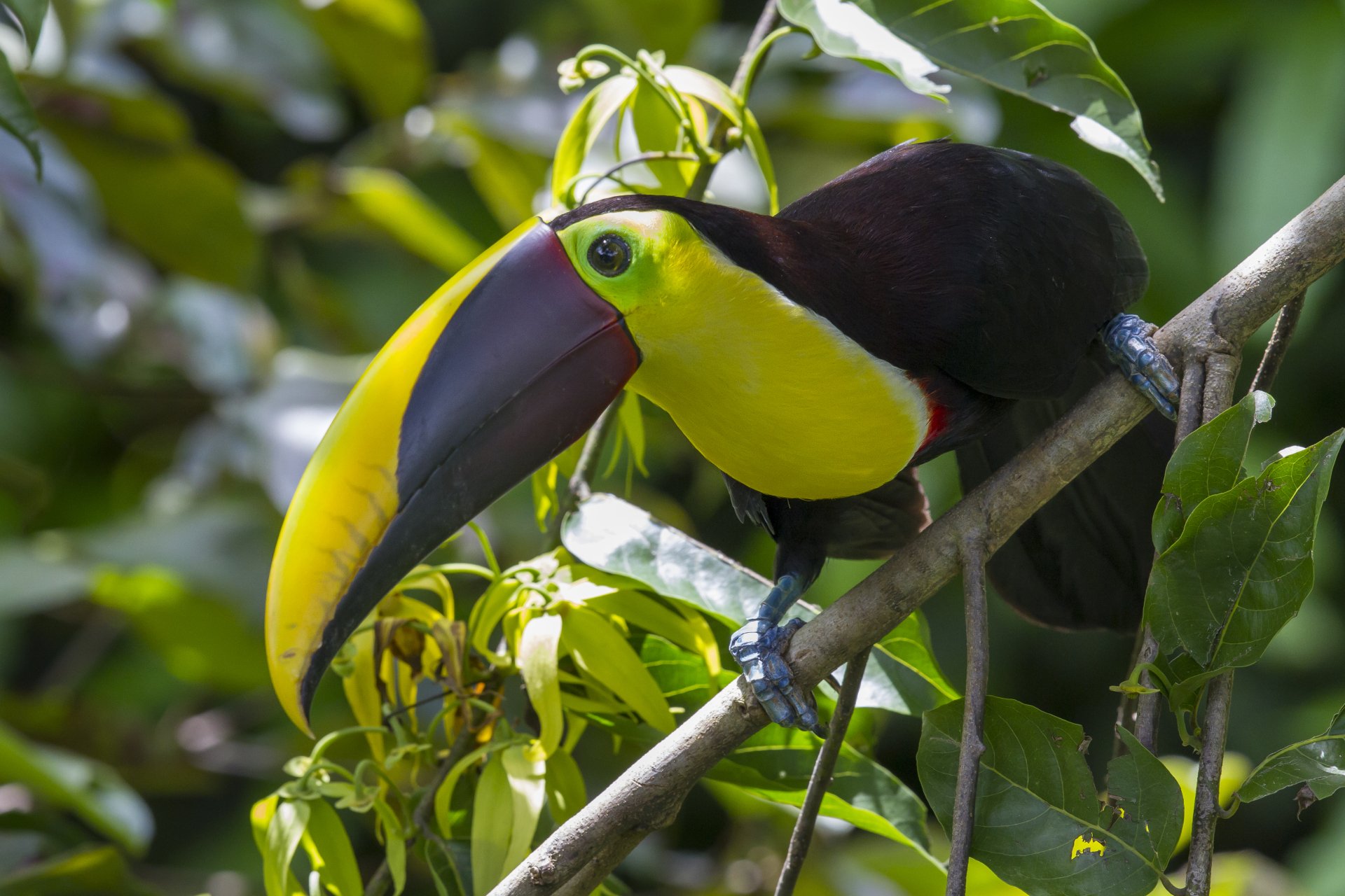 Download Beak Chestnut-mandibled Toucan Animal Toucan 4k Ultra HD Wallpaper