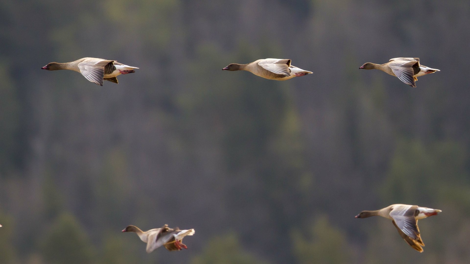 Pink-Footed Geese in Flight — 4K Ultra HD Wallpaper